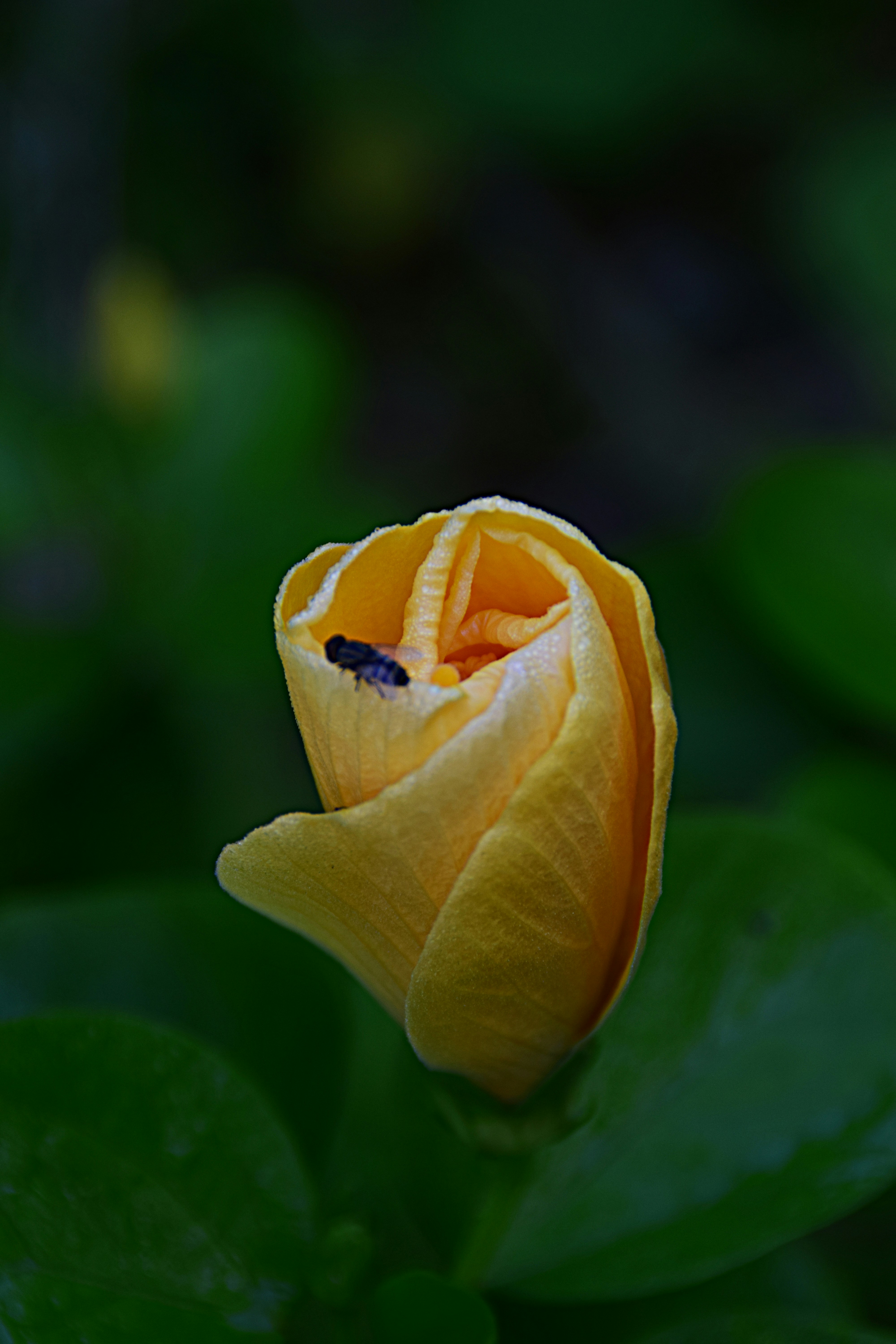 a yellow flower with a bug inside of it