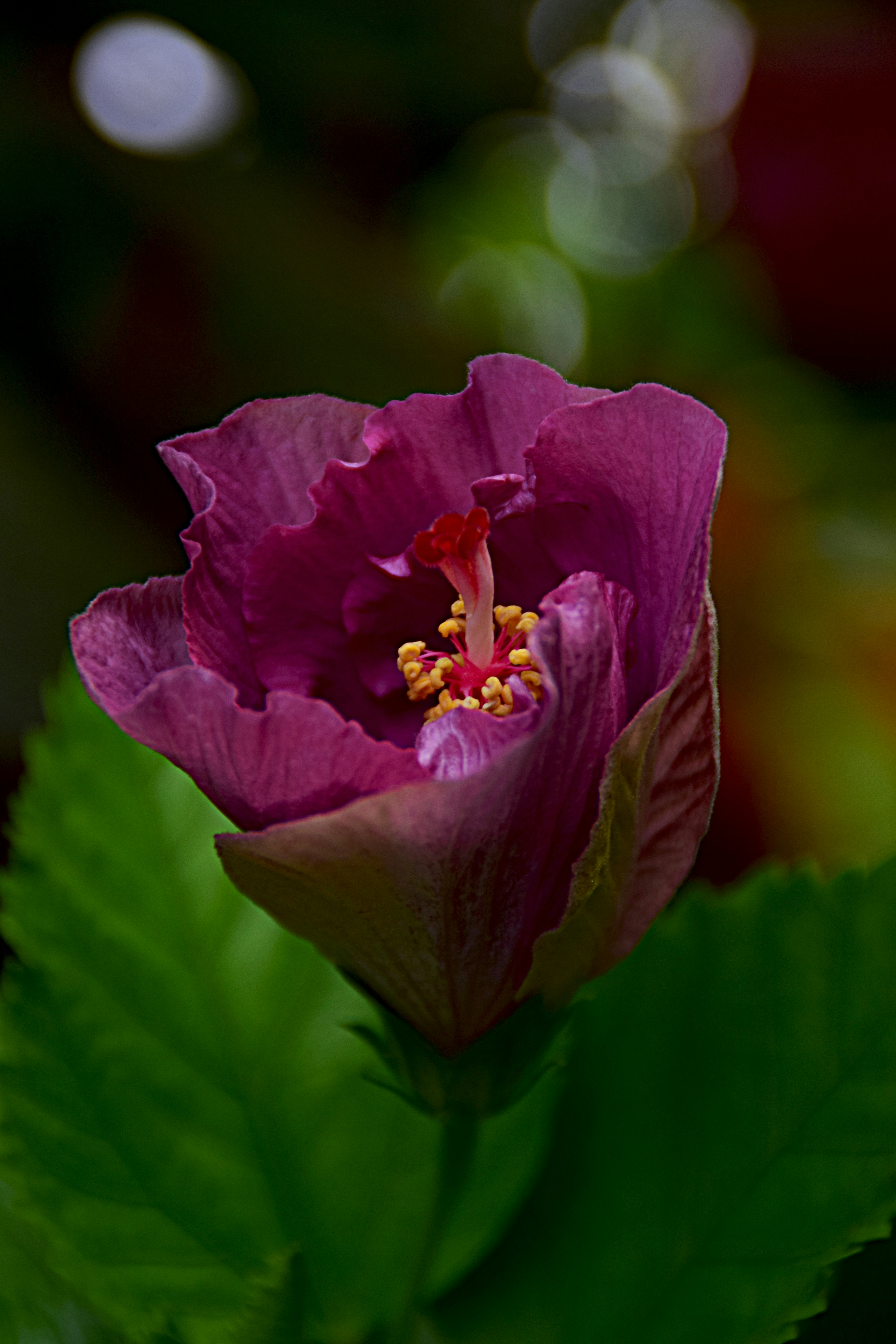 Blume Photos | Télécharger des images gratuites sur Unsplash