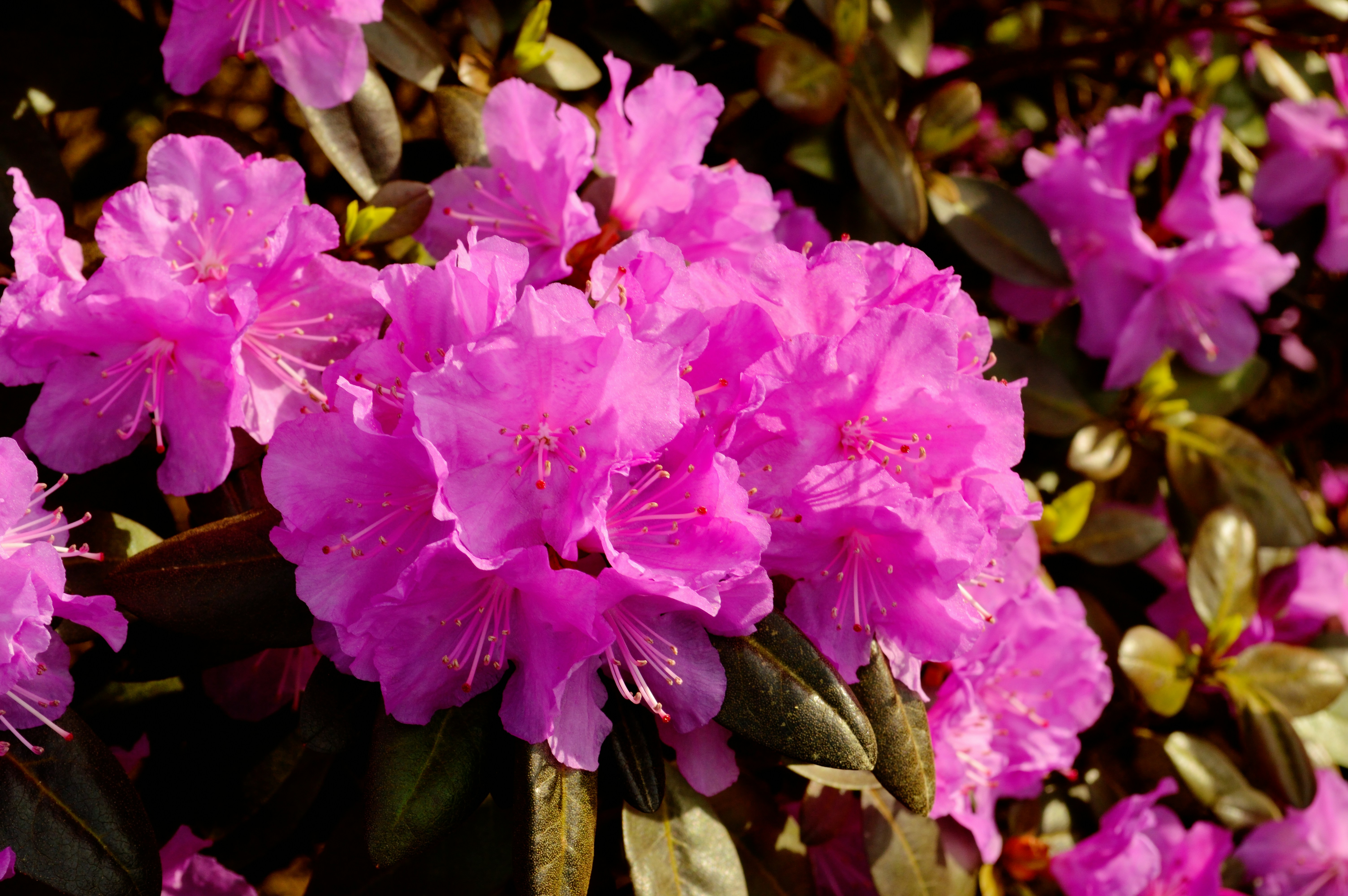 Un bouquet de fleurs roses qui fleurissent photo – Photo Fleurs ...