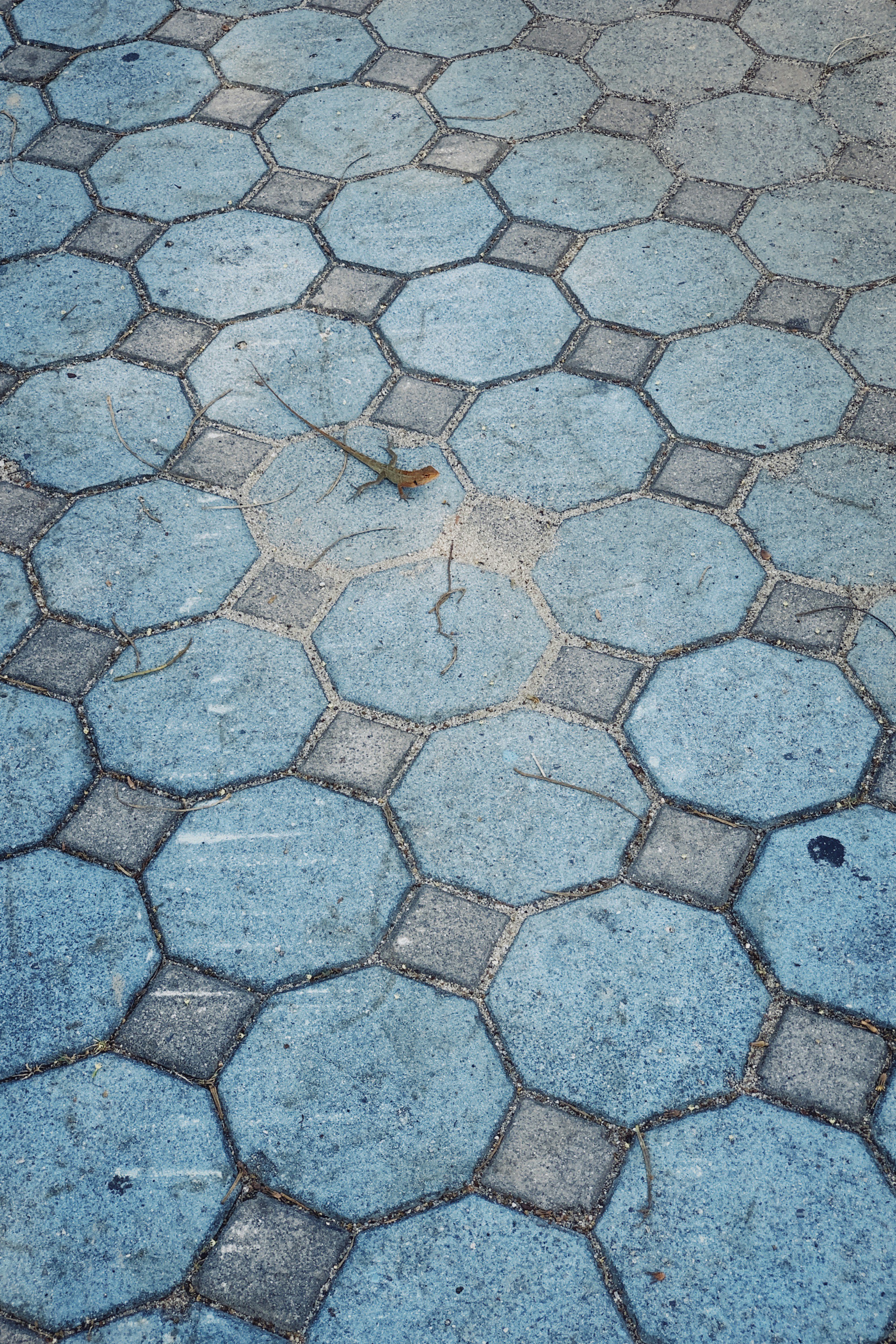 A close up of a blue stone pavement photo – Free Walkway Image on Unsplash