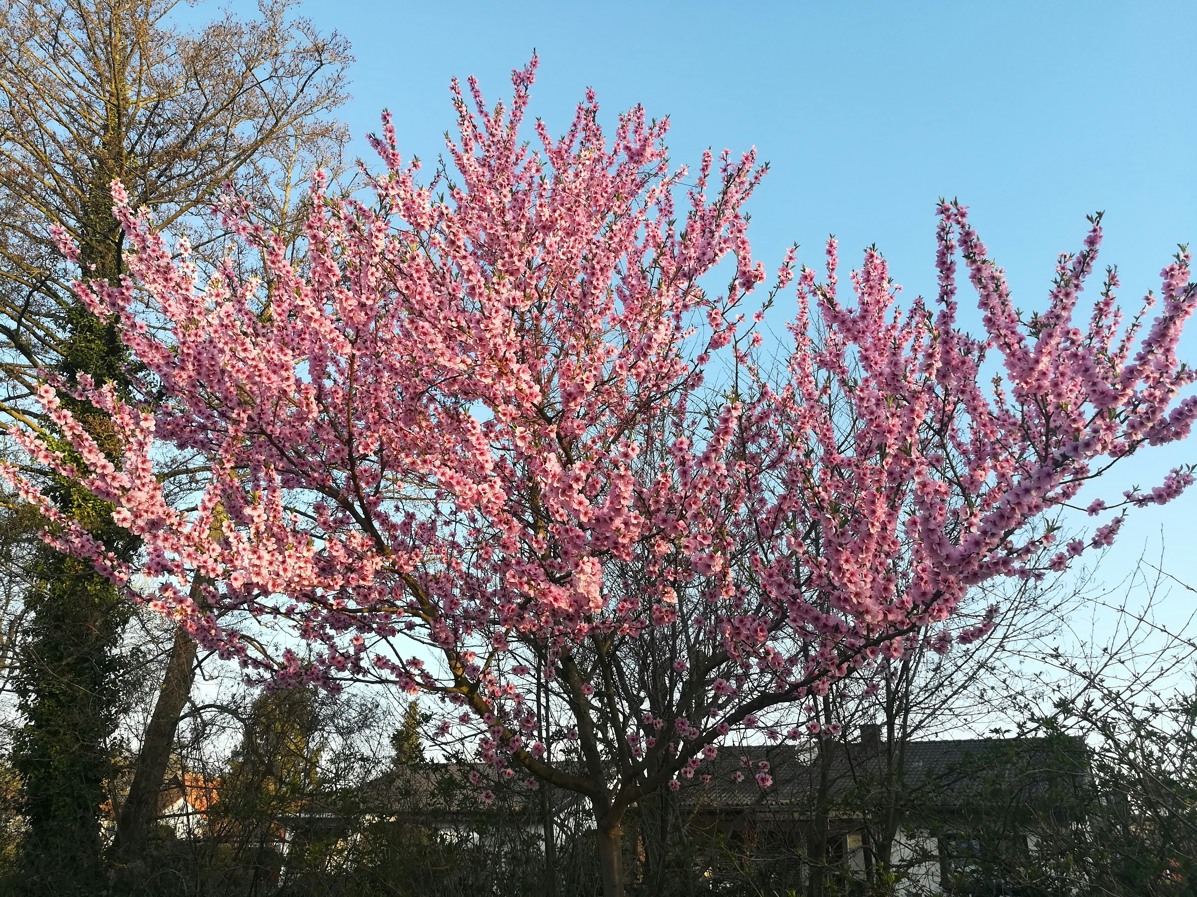 Vibrant pink blossoms adorn a tree against a clear blue sky, signaling the arrival of spring. The scene captures the essence of renewal and nature's beauty.
