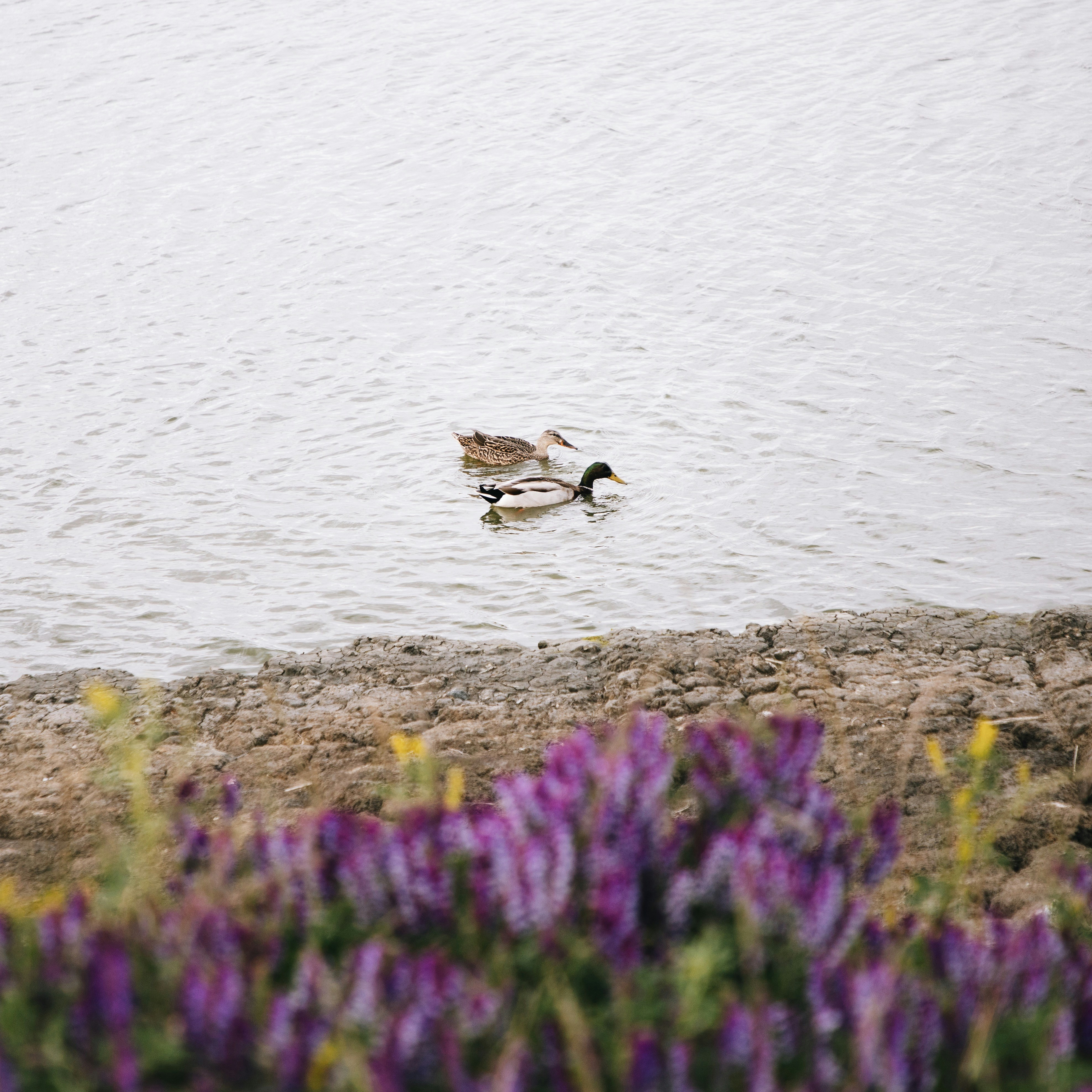 Mallard Drift on a Quiet Lake: Lavender-Framed Foreground