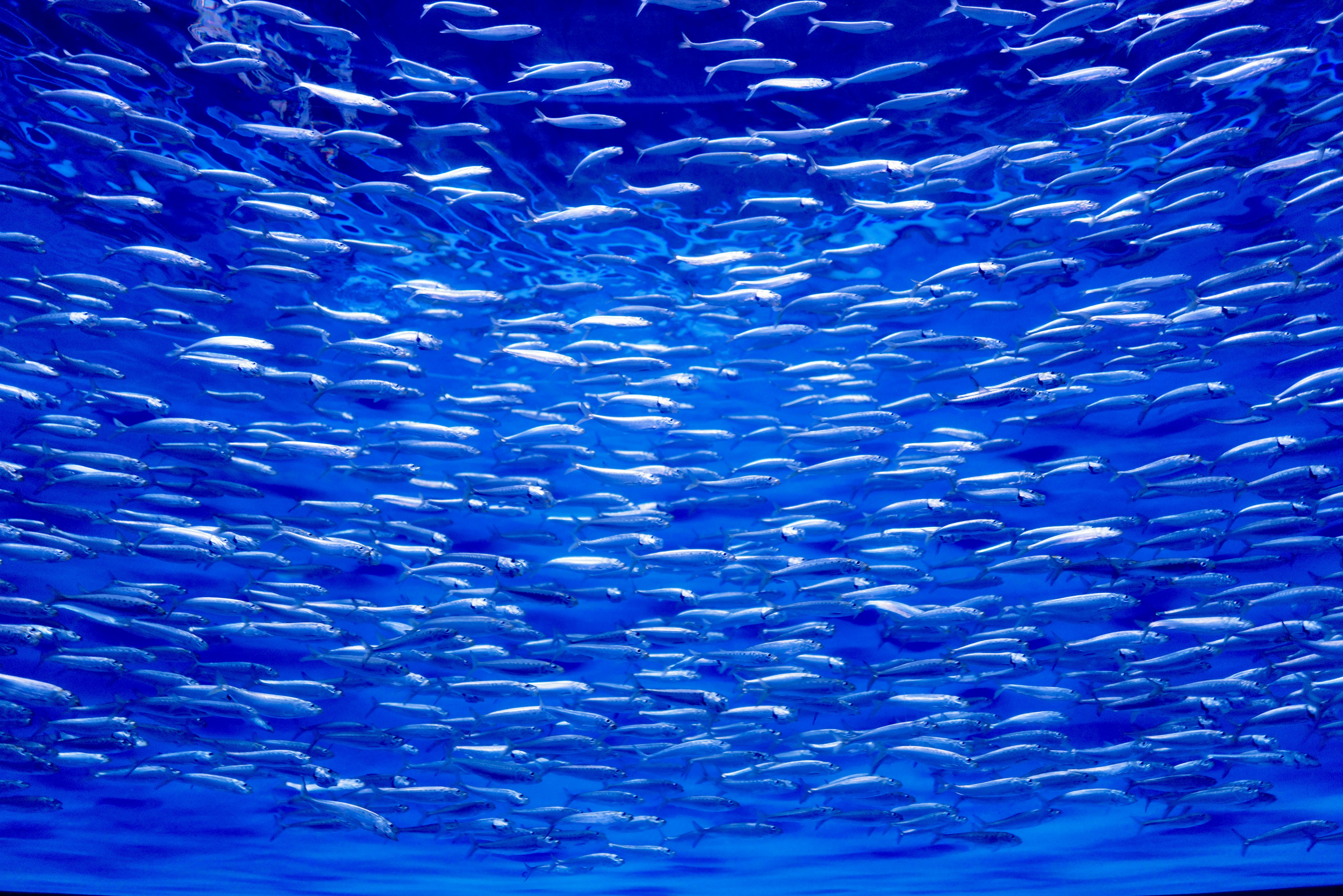 A large group of fish swimming in the ocean photo – Free Blue Image on ...