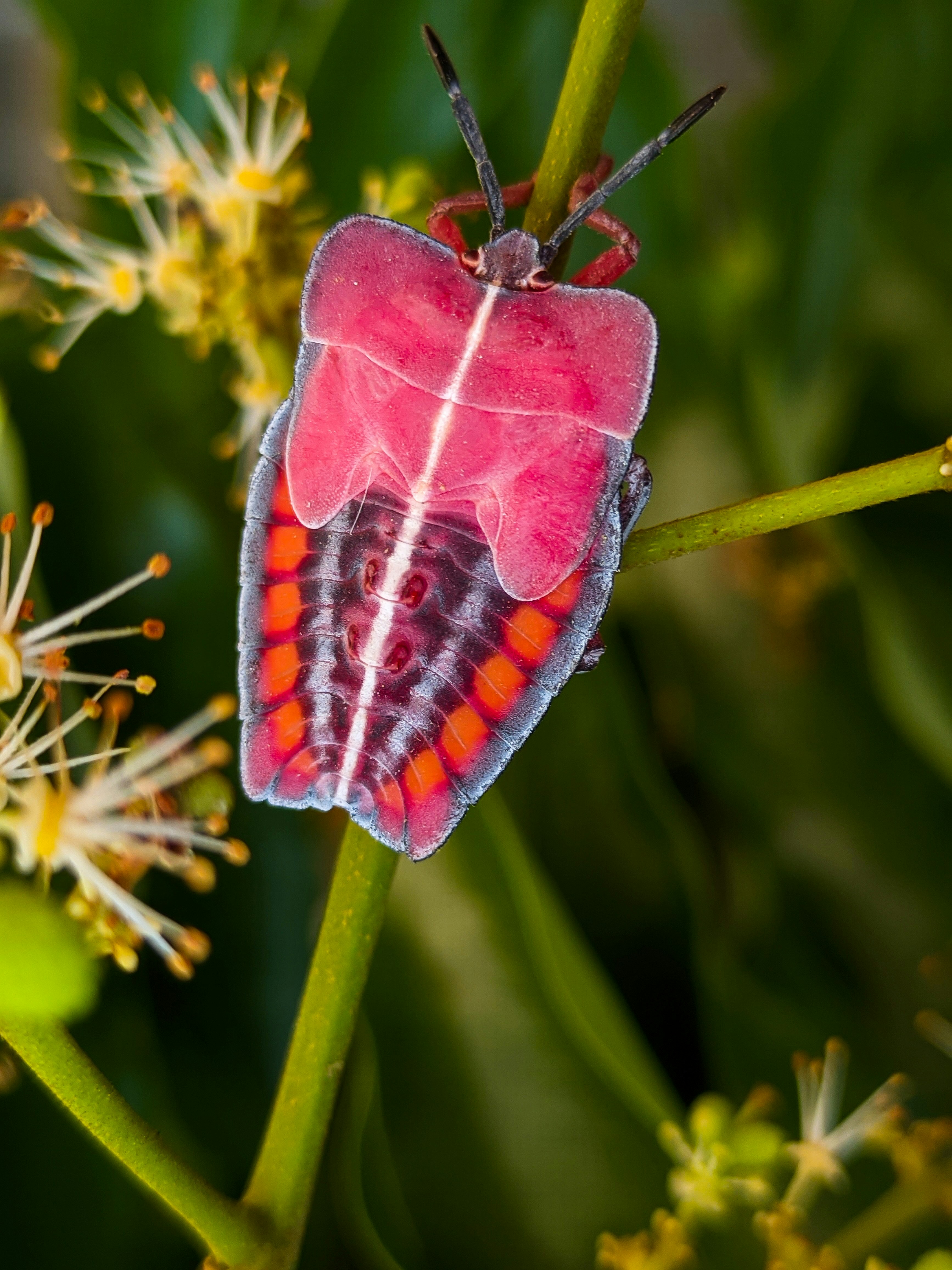 Aurora Moth on a Green Veil