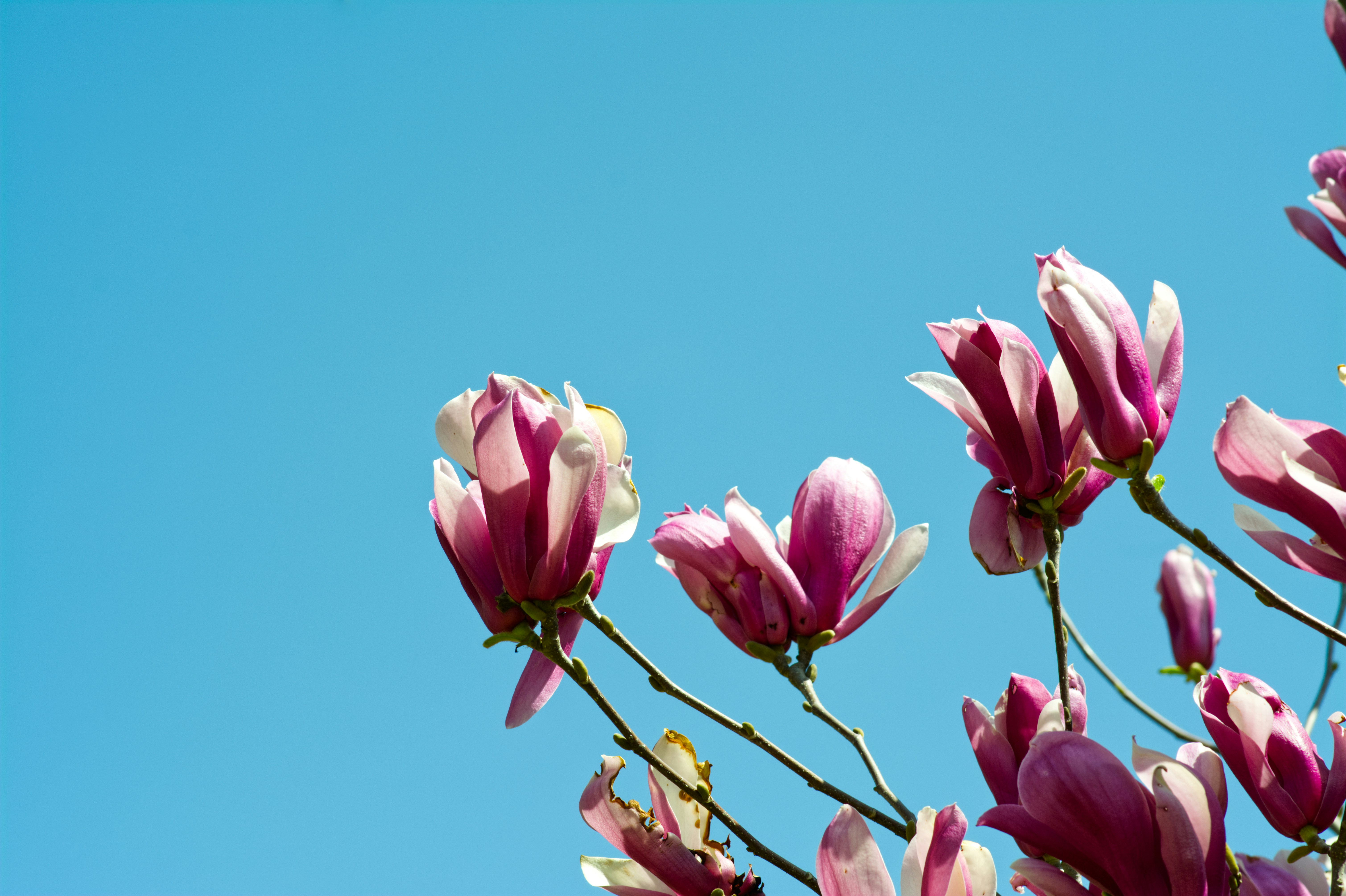 Delicate pink magnolia flowers bursting forth against a clear blue sky.