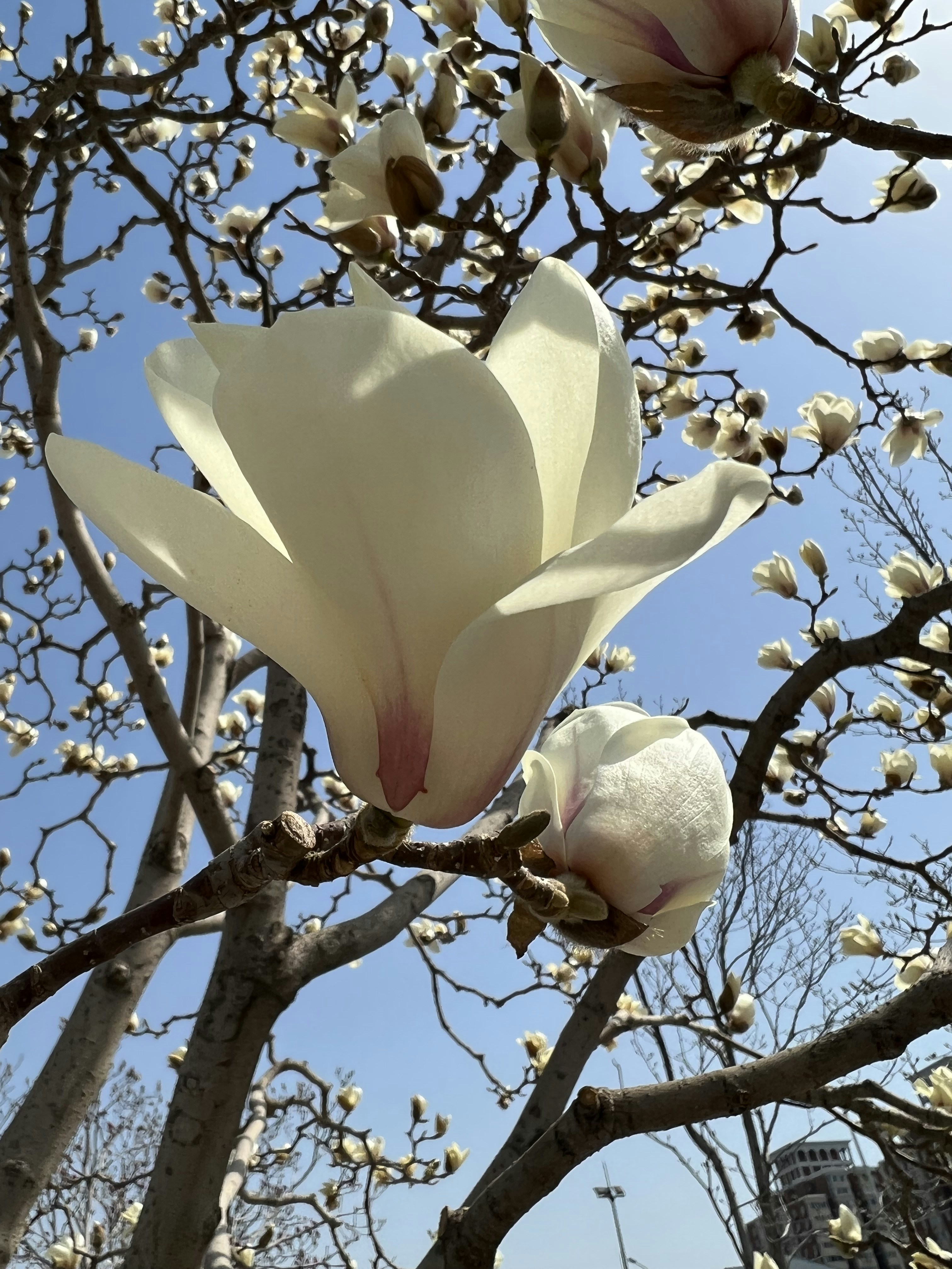 a large white flower on a tree with a blue sky in the background