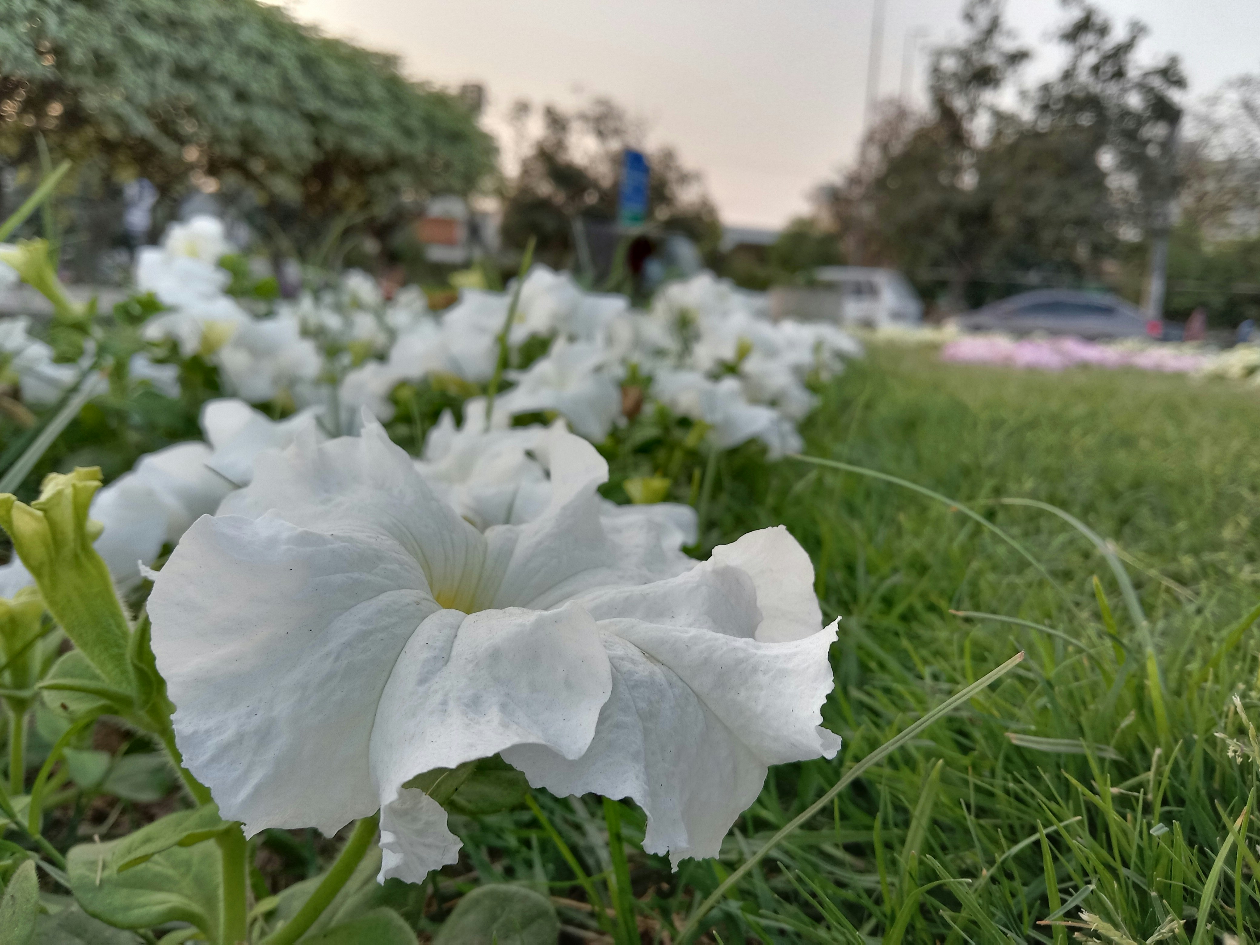 Close-up of delicate white flowers blooming amidst lush green grass, capturing the essence of a vibrant garden setting.