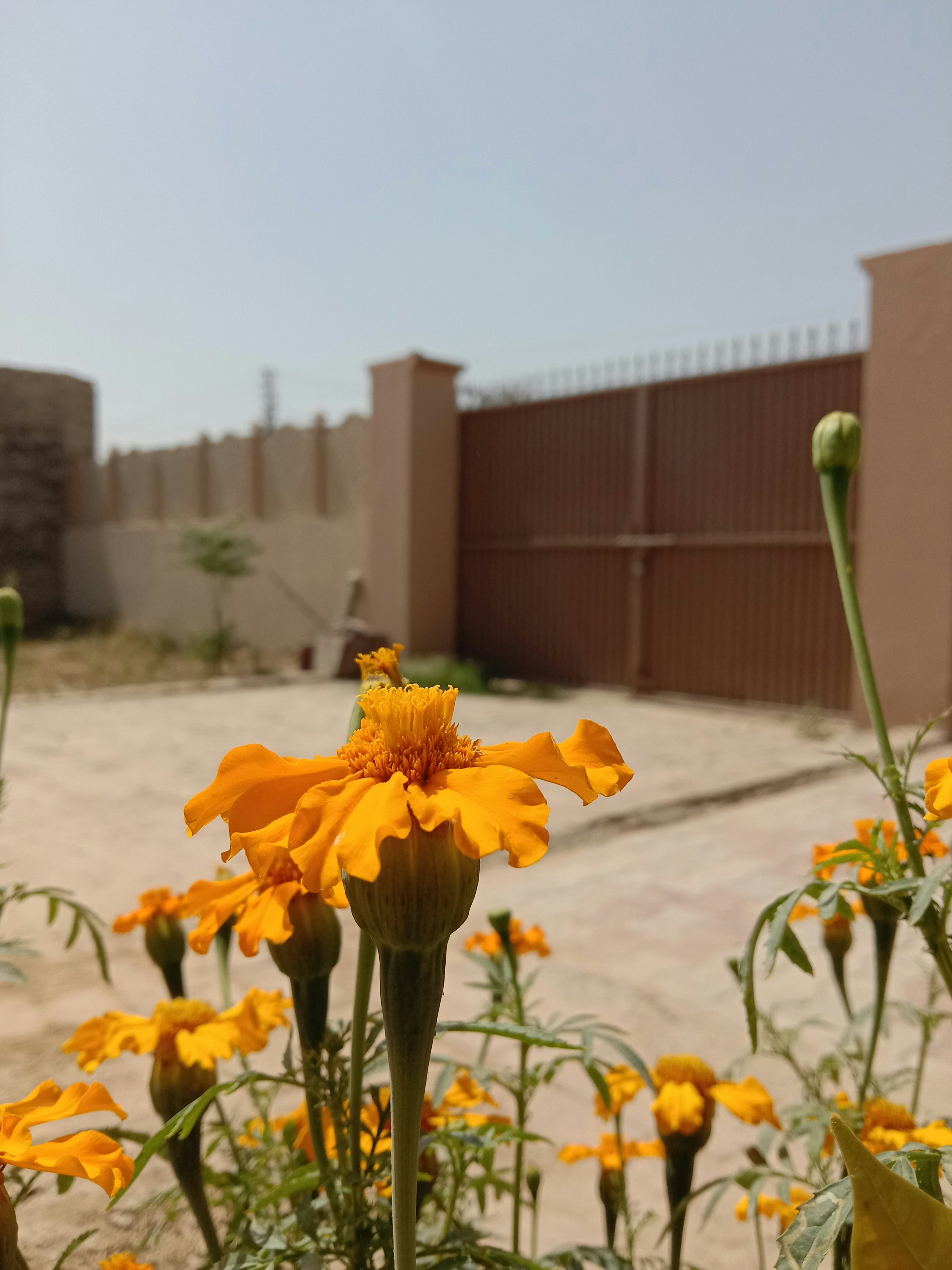 Sunlit Marigolds: A Close-Up Along a Quiet Driveway