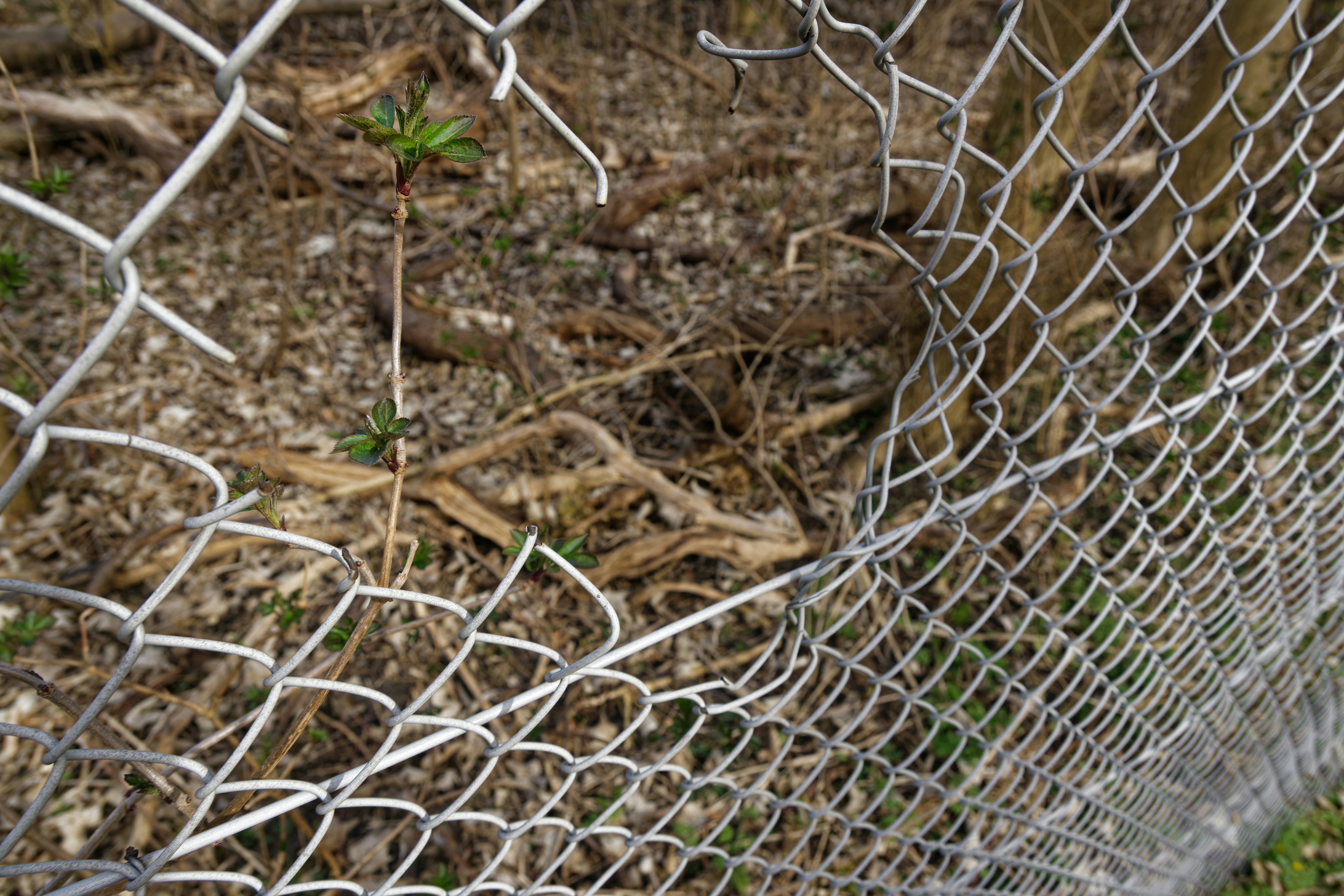 A delicate sprout emerges through a gap in a chain-link fence, symbolizing nature's persistence against urban structures.