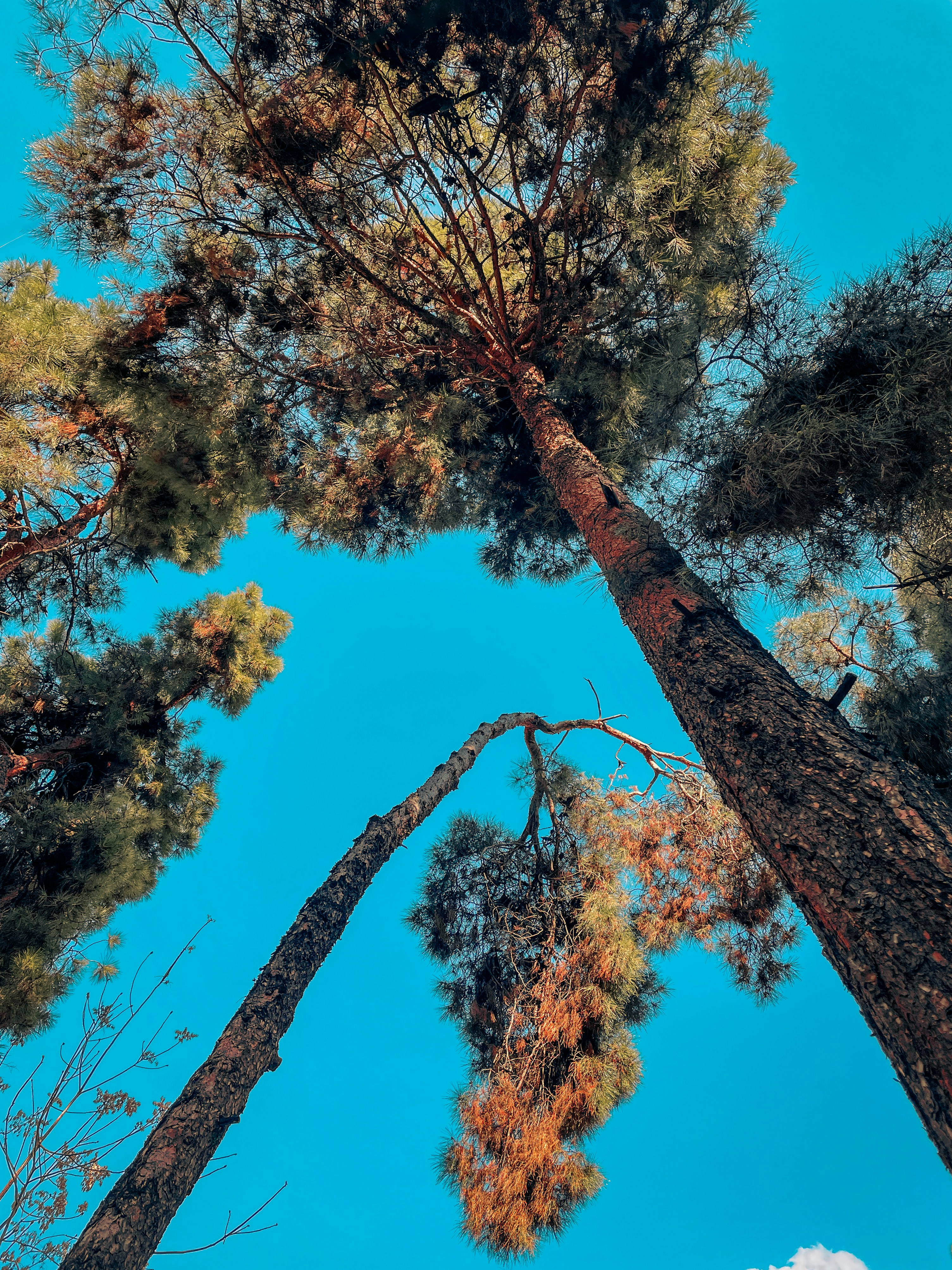 Looking Up.