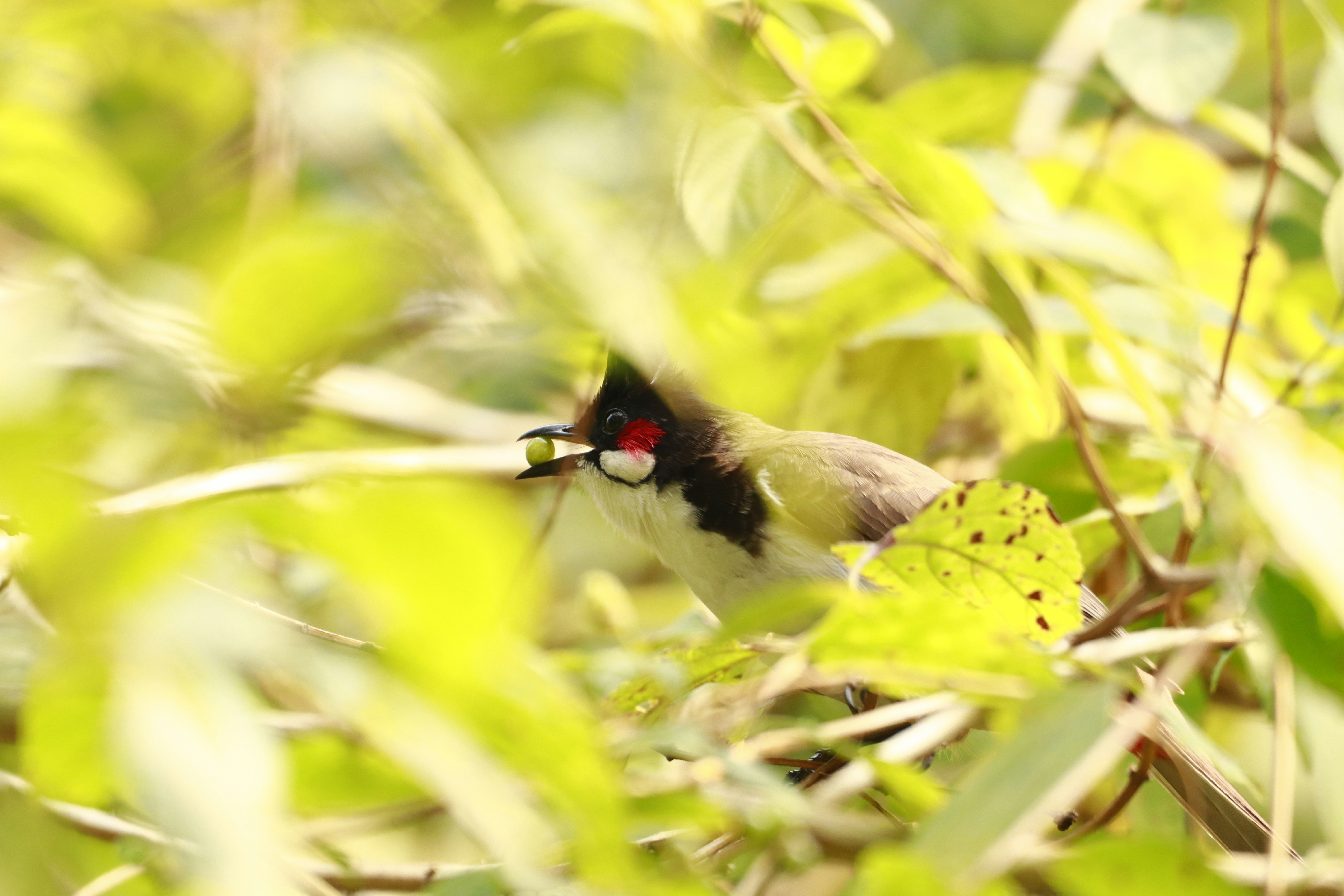 A small bird sitting on top of a tree branch photo – Free Yellow Image ...