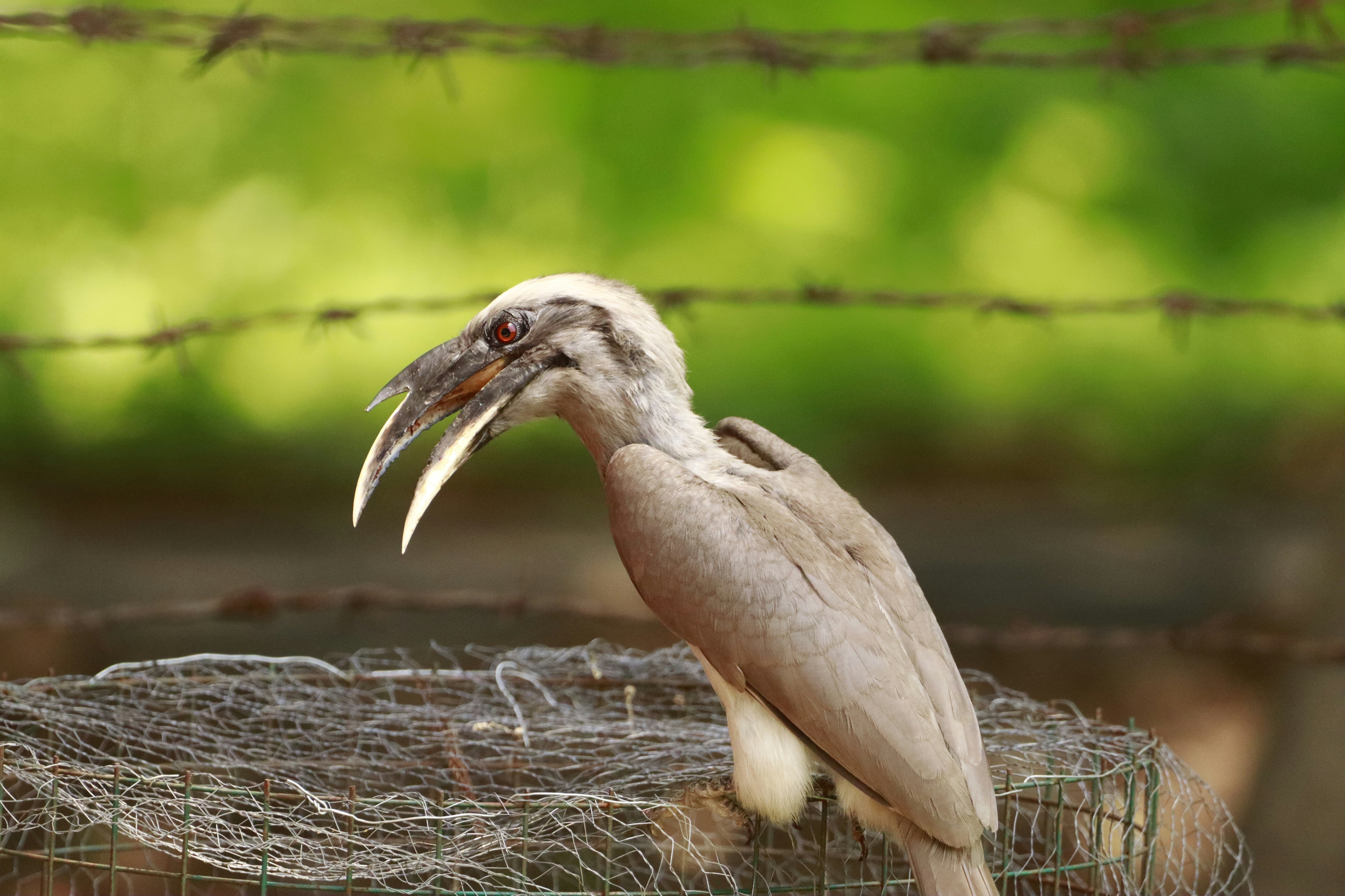 A bird with striking features perched on a wire mesh, showcasing its unique beak and inquisitive expression. The blurred green background enhances its prominence.
