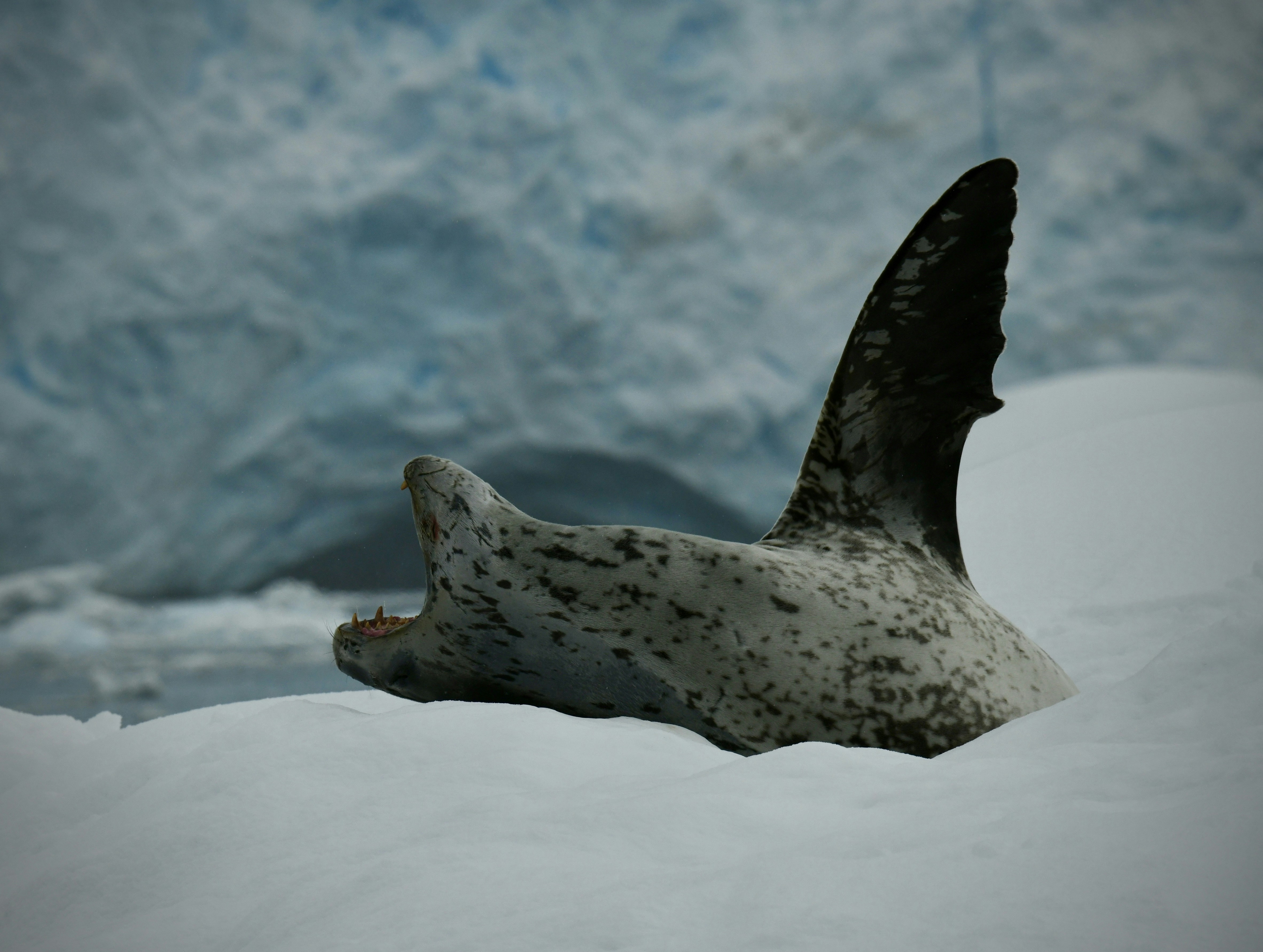 A seal resting on a snowy landscape, showcasing its distinctive markings against the icy backdrop. The scene captures the essence of Arctic wildlife in a serene moment.