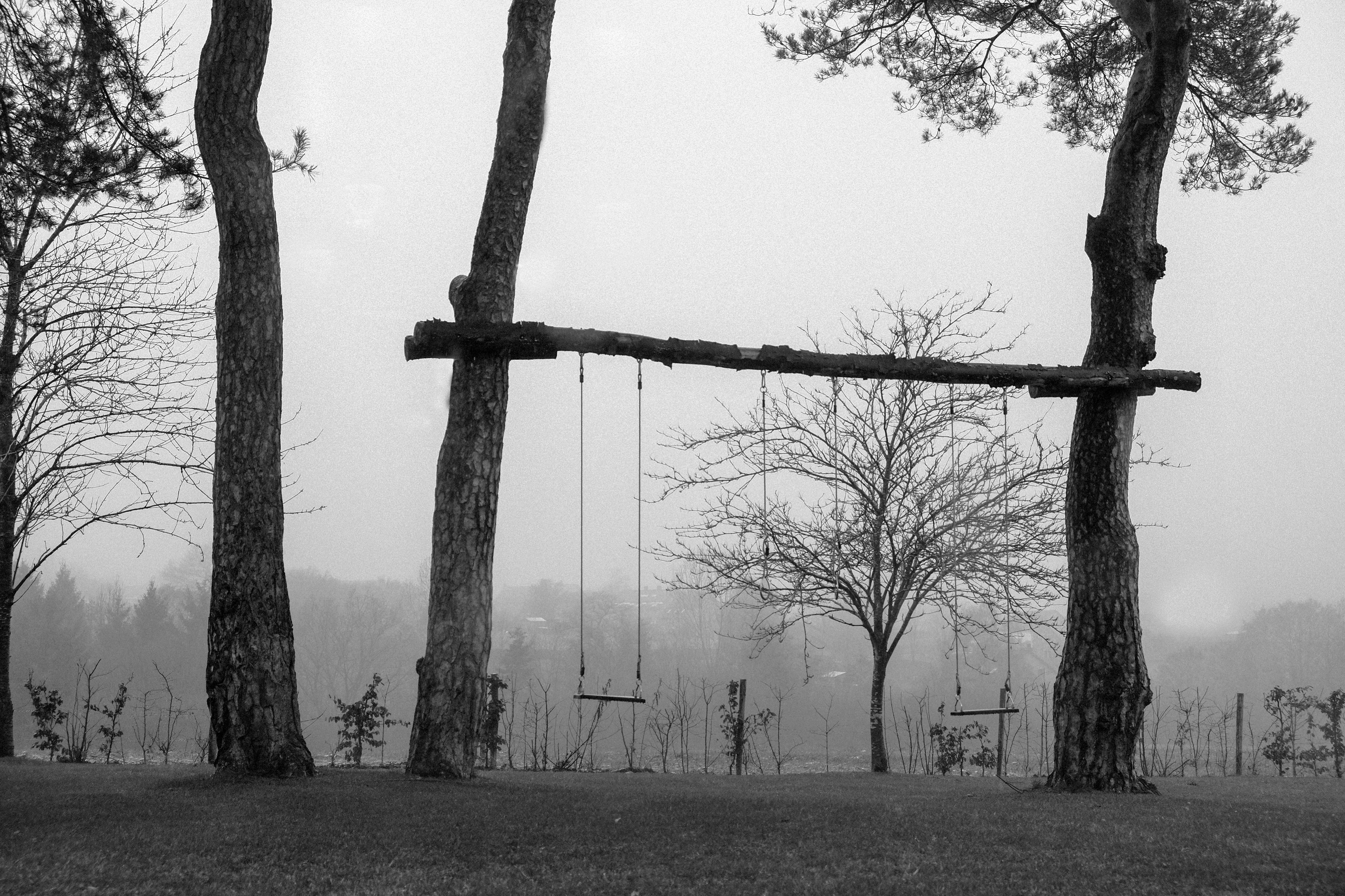 Una foto en blanco y negro de un columpio en el bosque foto – Imagen de ...
