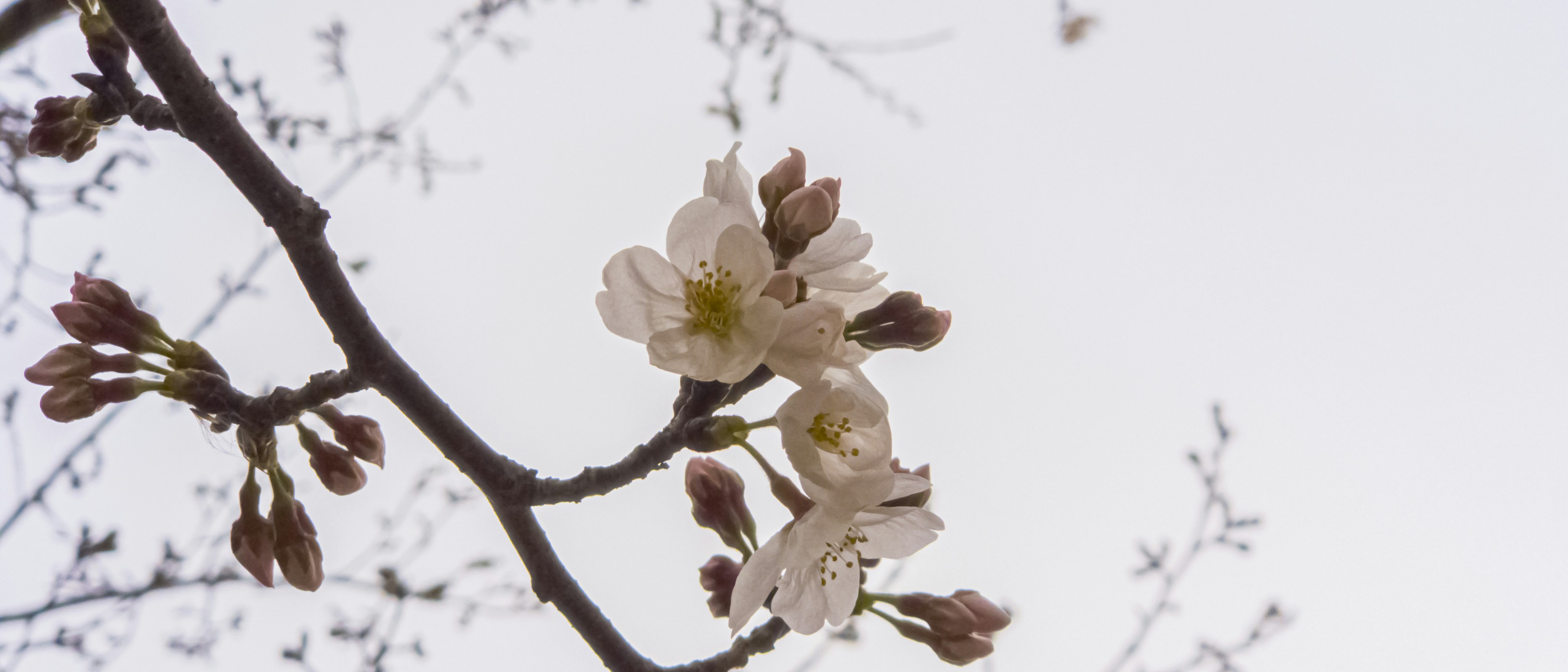 Blossoms in Soft Winter Light