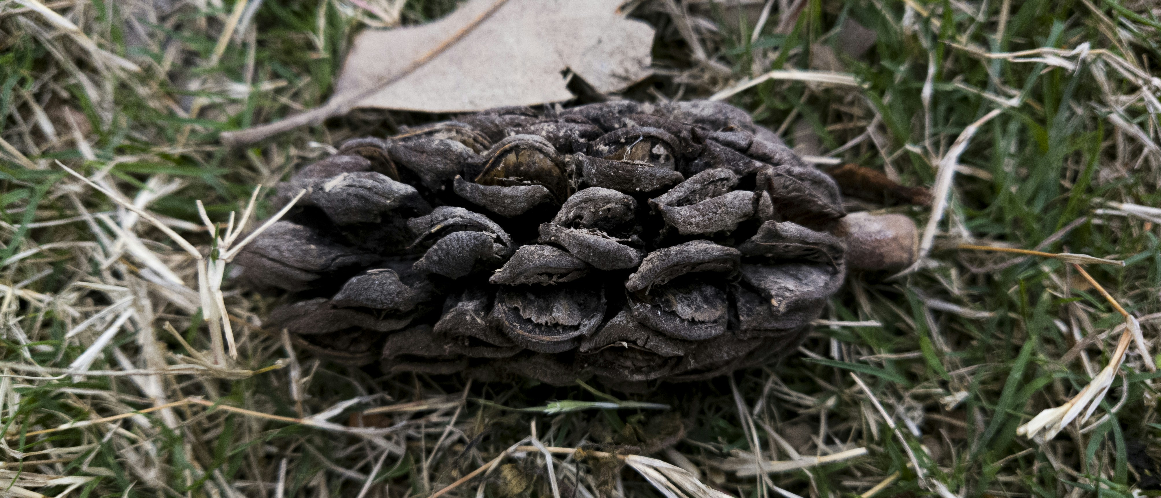 a close up of a pine cone on the ground