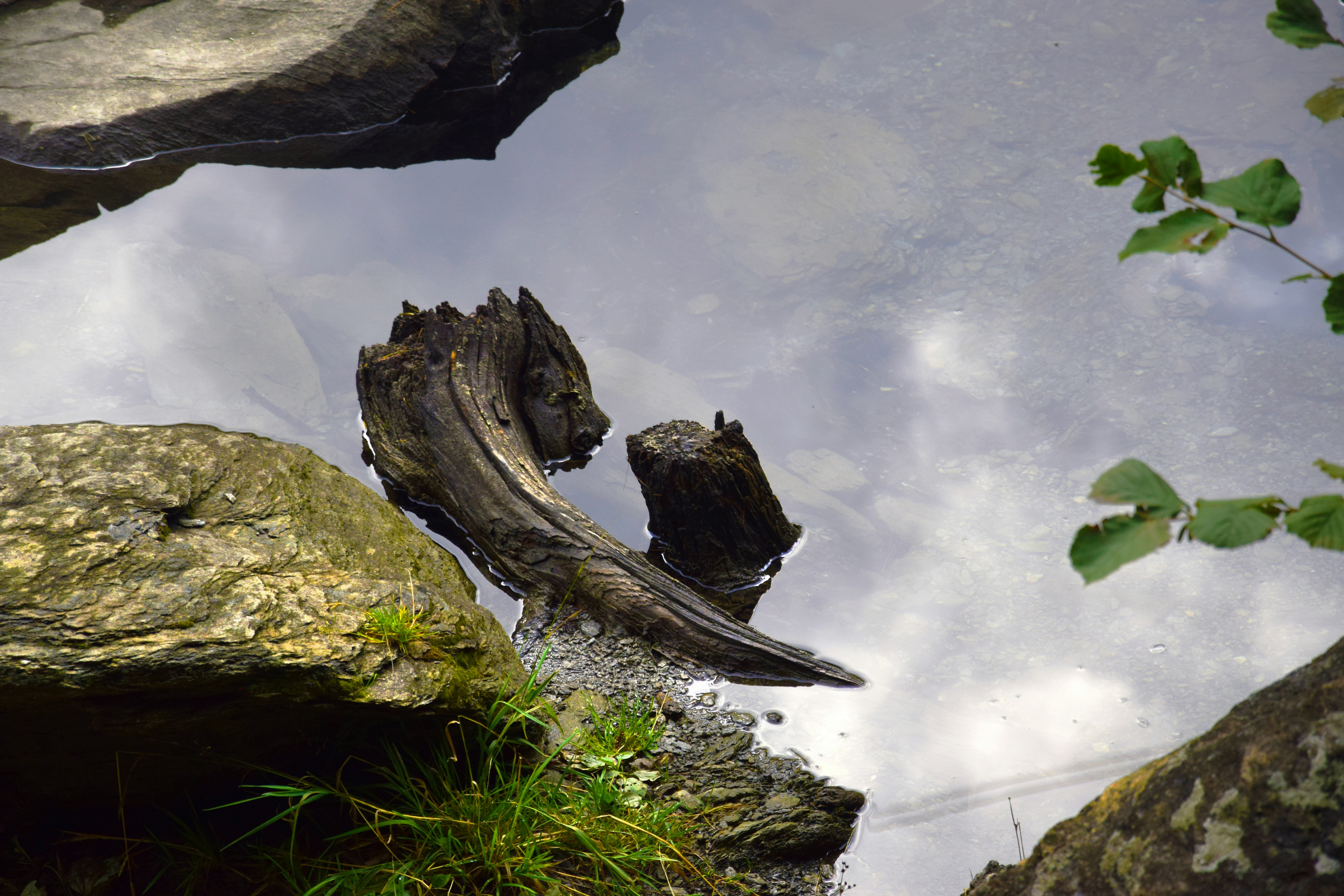 Forgotten Driftwood in Quiet Waters