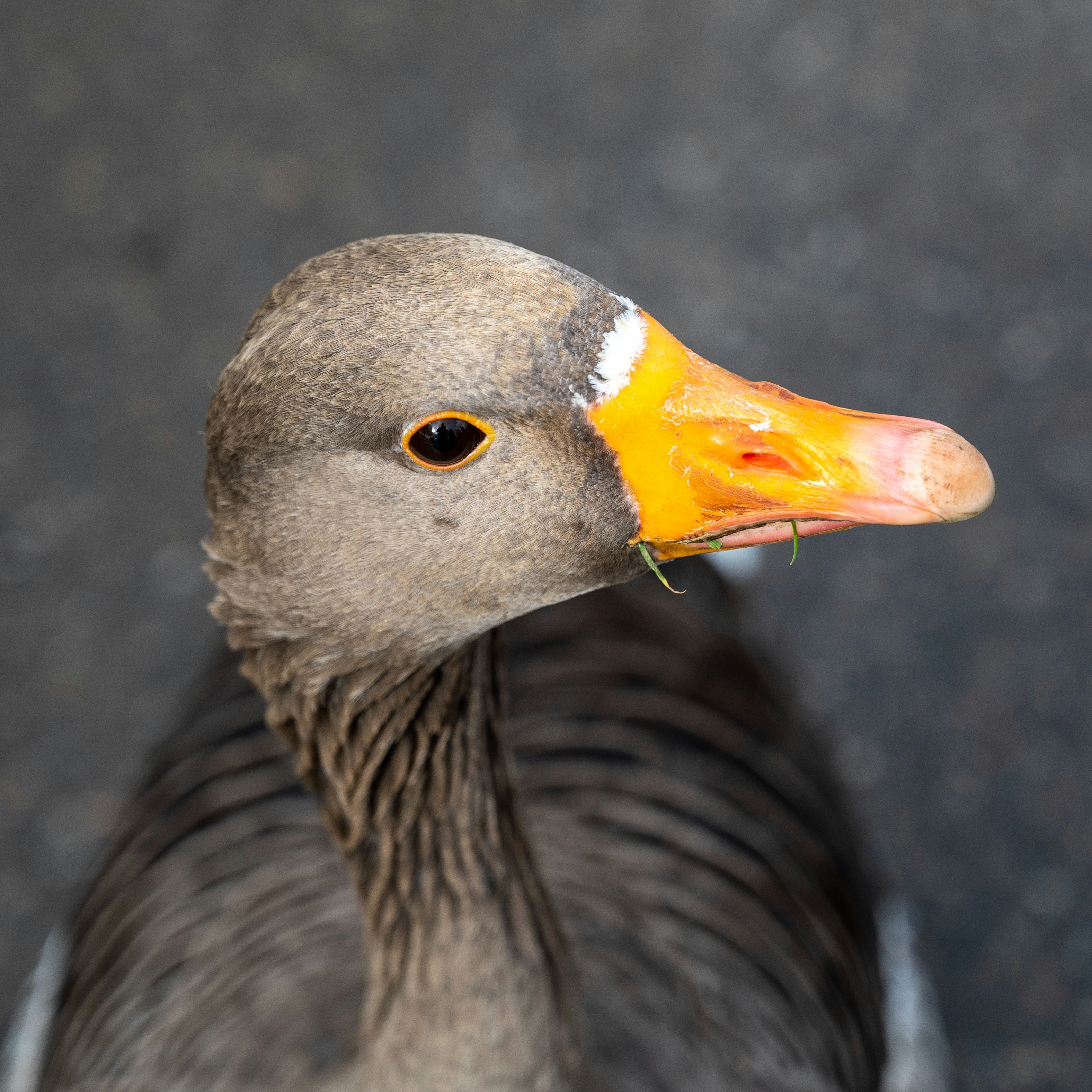 A close up of a duck with a yellow beak photo – Free #eyes Image on ...