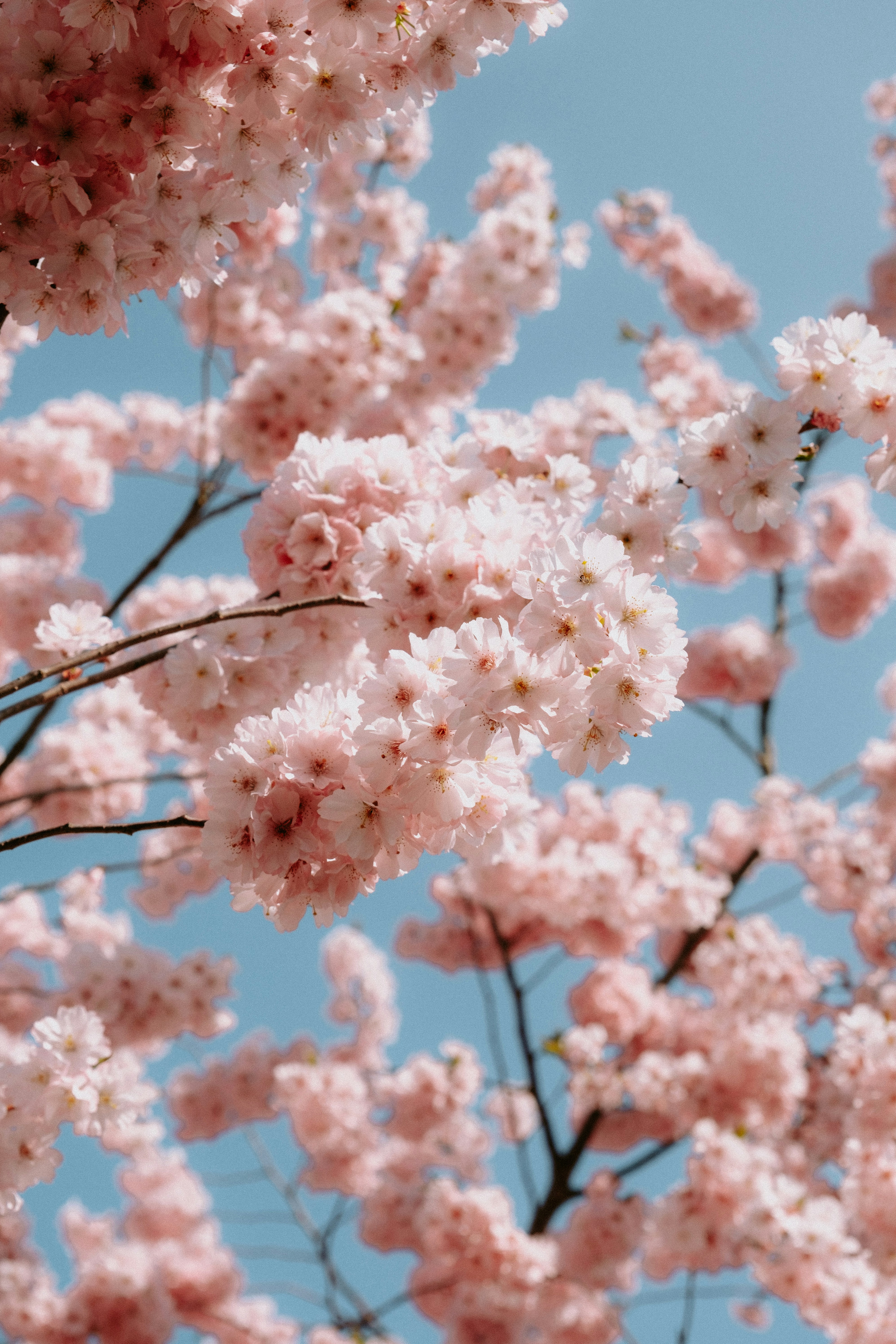 Delicate pink cherry blossoms fill the frame, set against a clear blue sky, showcasing the beauty of springtime flora.