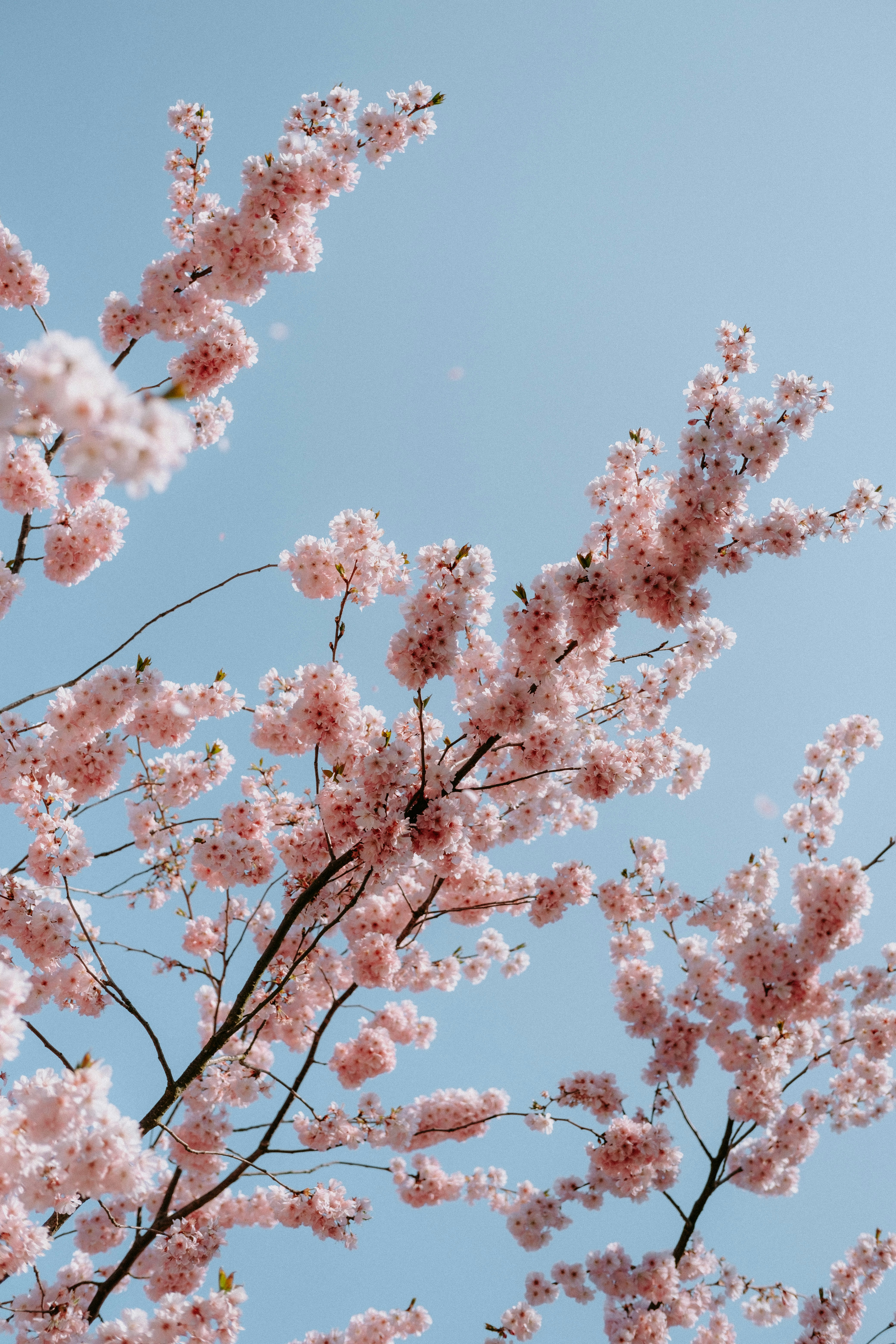 Delicate pink cherry blossoms against a clear blue sky, creating a serene and uplifting atmosphere.