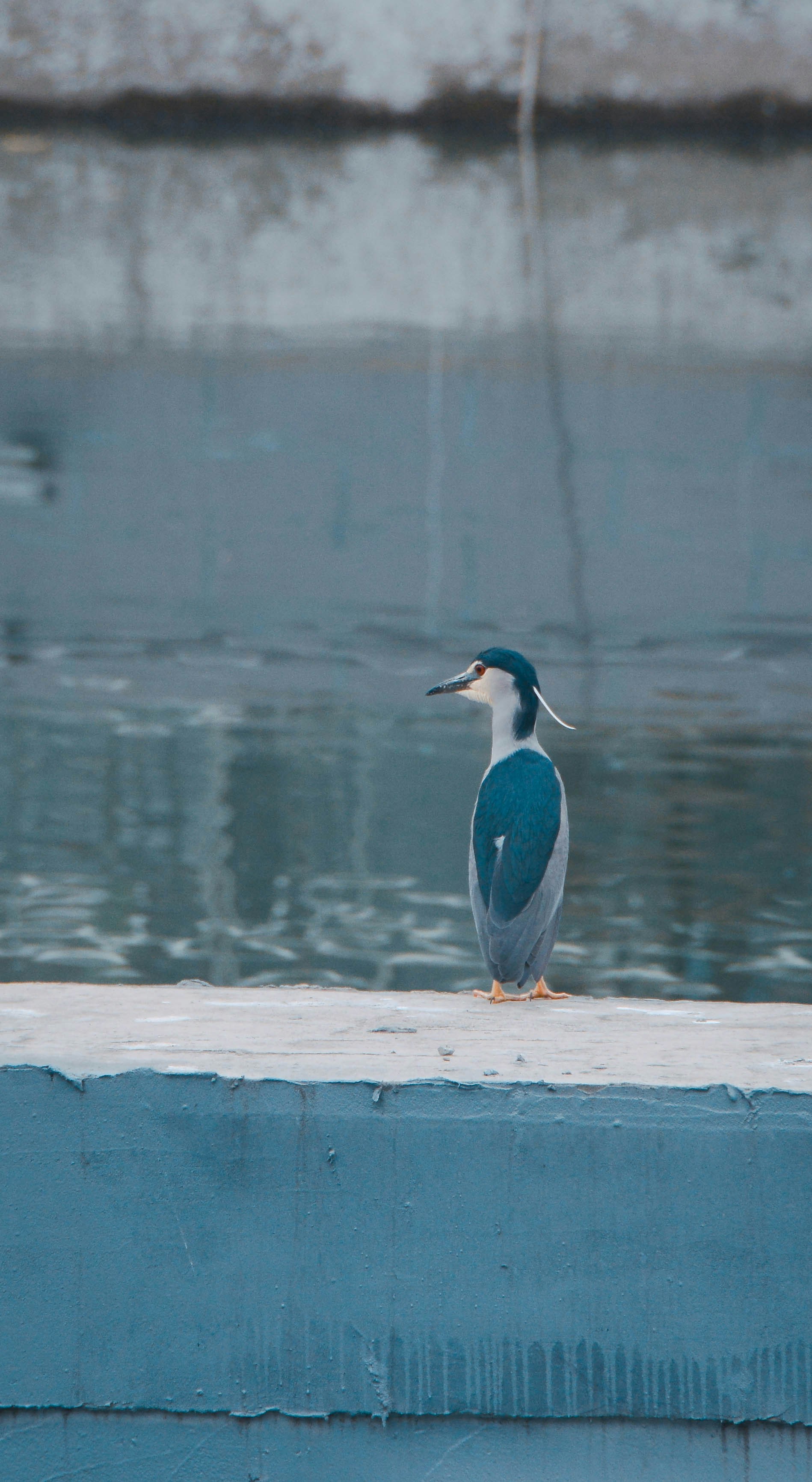 A blue and white bird is sitting on a ledge photo – Free Grey Image on ...