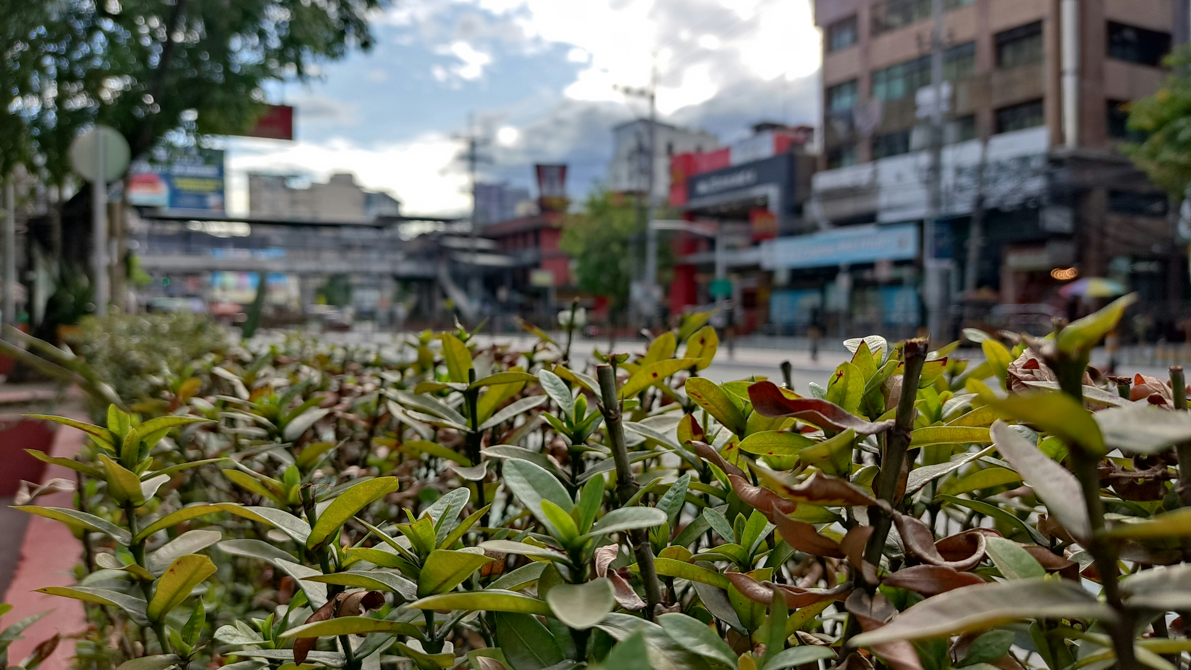Green Verge Framing the City Street's Quiet Pulse