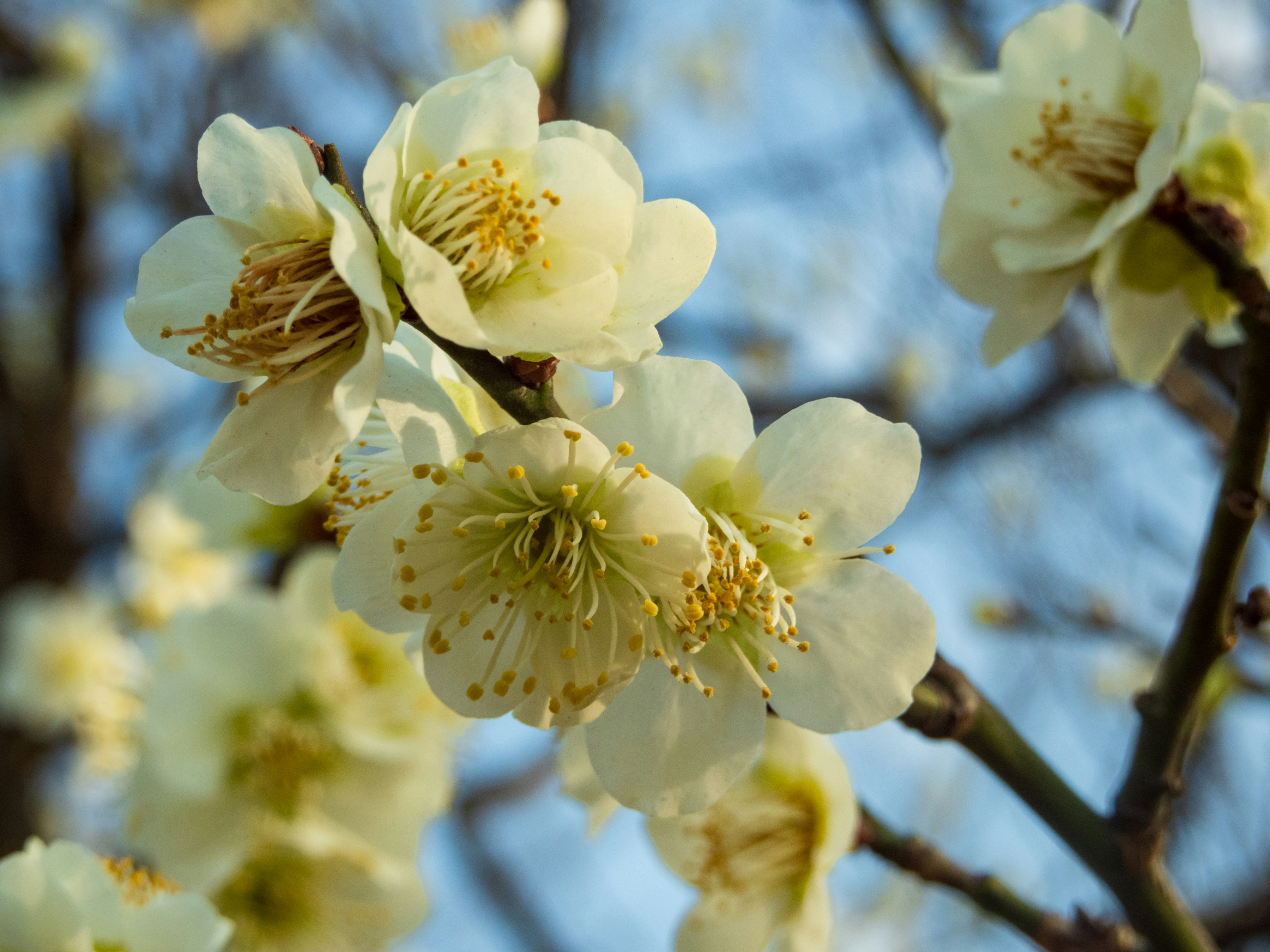 A close up of a tree with white flowers photo – Free Japan Image on ...