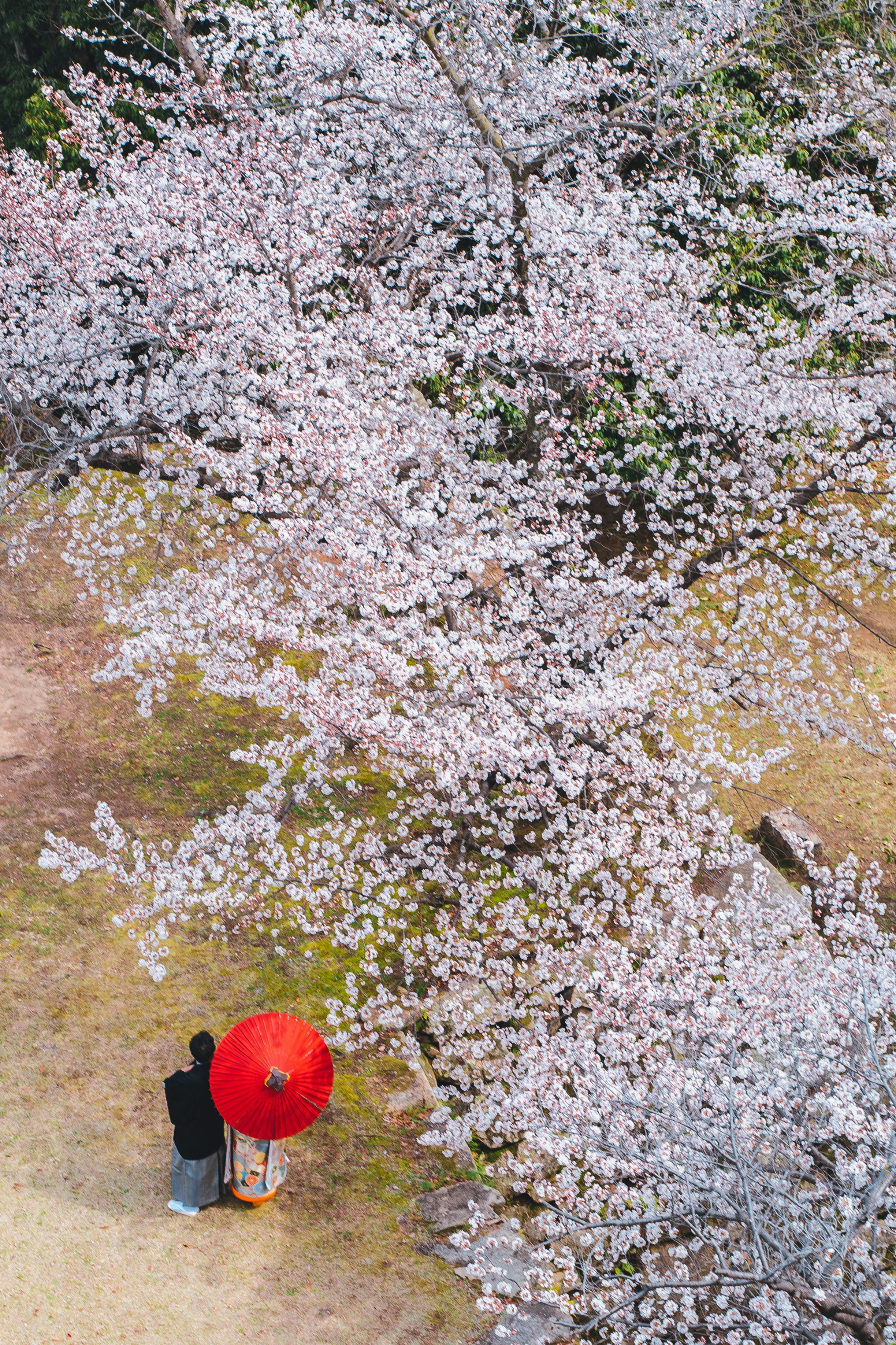 A figure in traditional attire sits beneath a blooming cherry blossom tree, sheltered by a vibrant red parasol. The serene scene captures the essence of springtime tranquility.