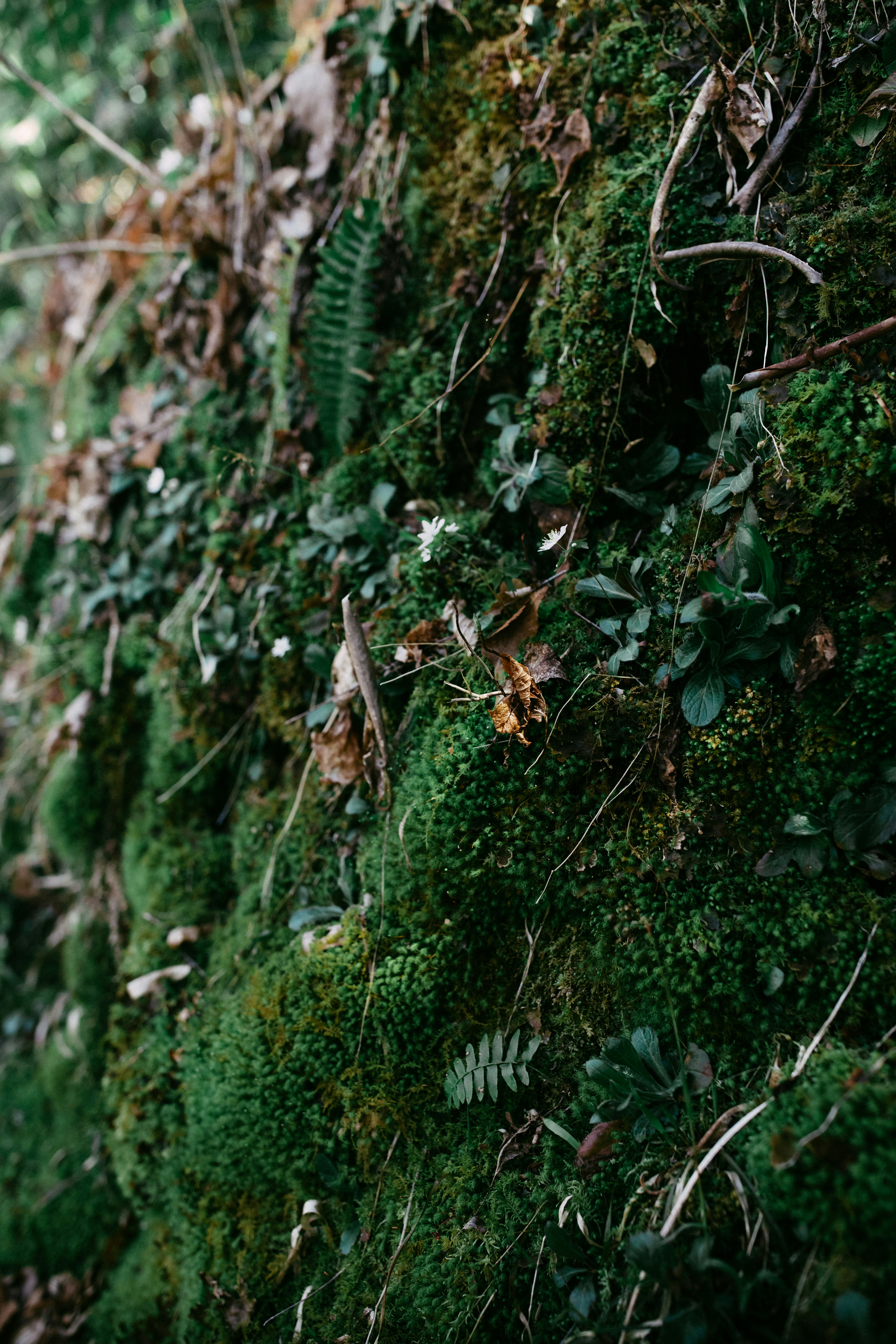 Lush green moss and delicate plants blanket a forest floor, showcasing the intricate textures of nature's carpet.