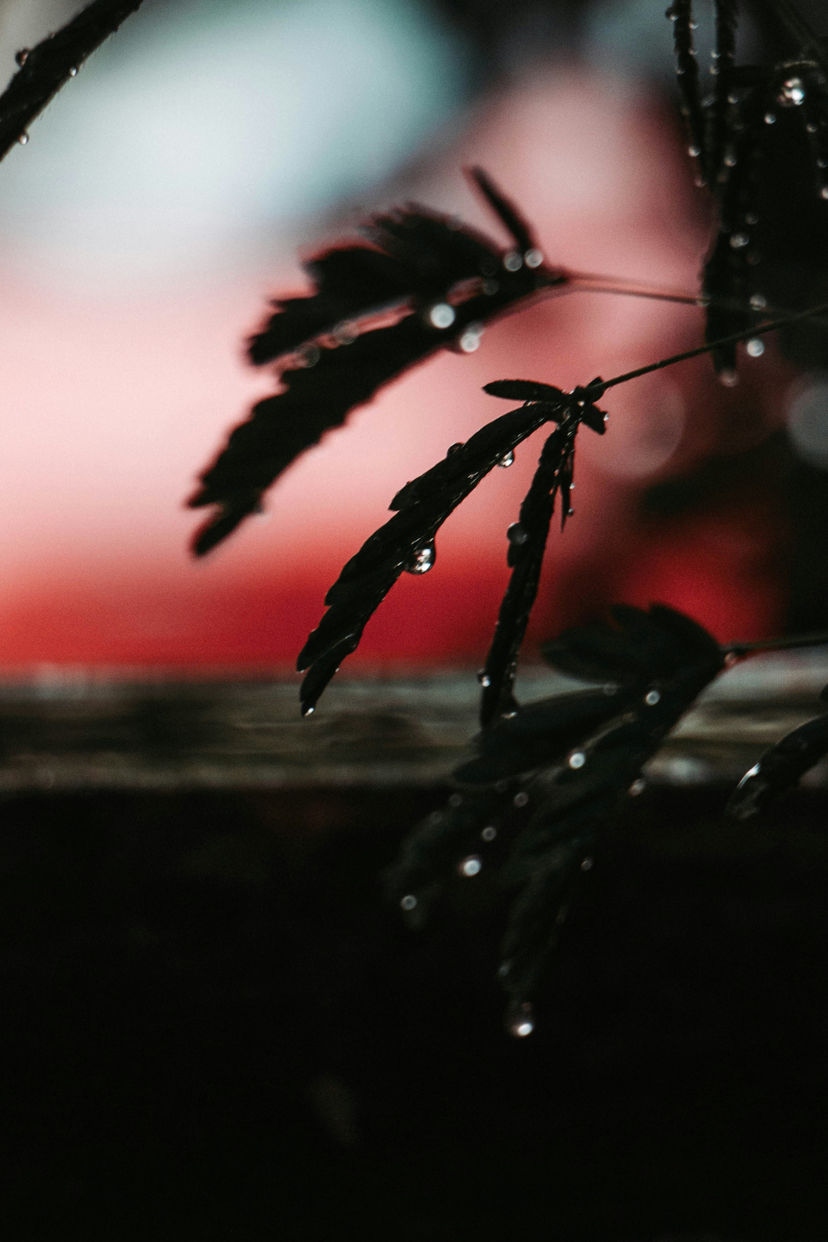 a plant with drops of water on it