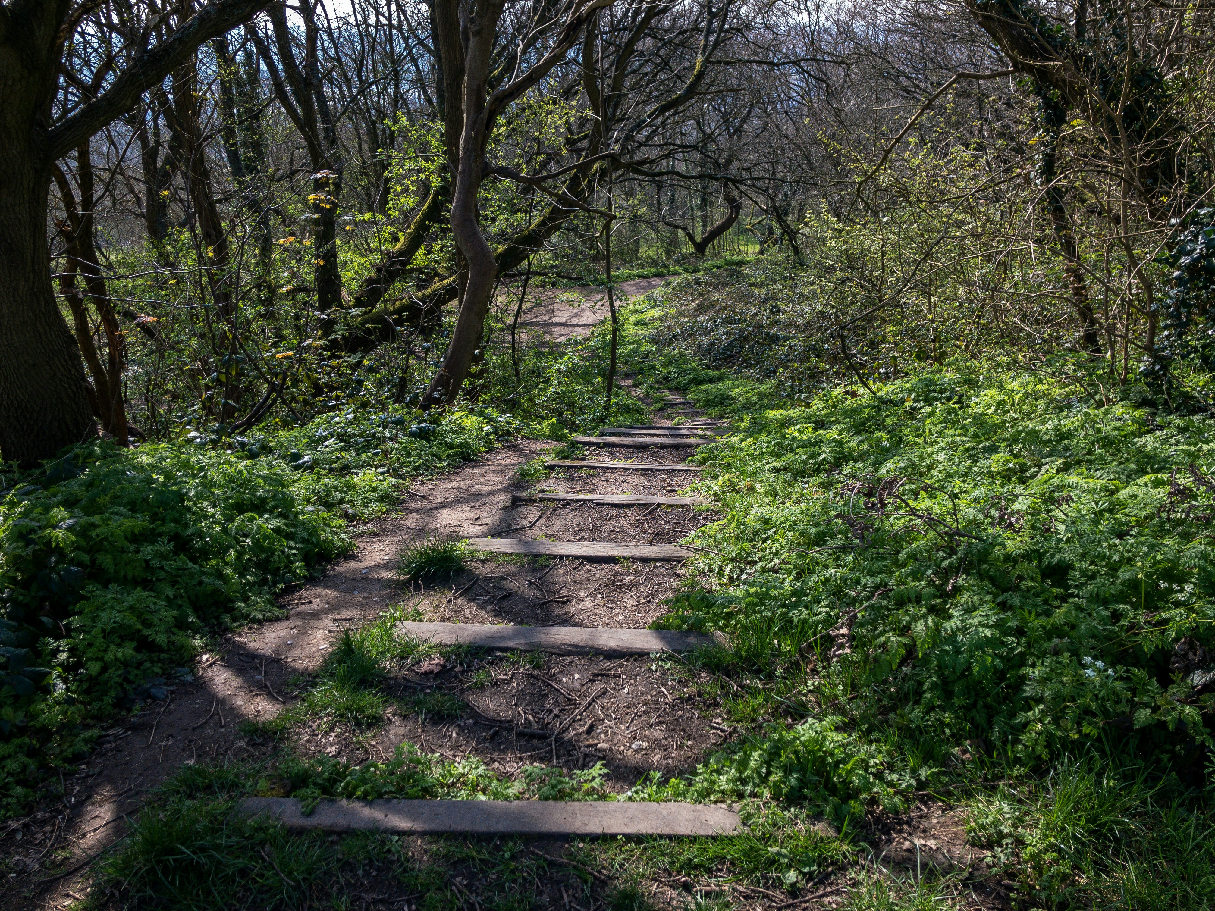 A set of stone steps leading through a forest photo – Free Path Image ...