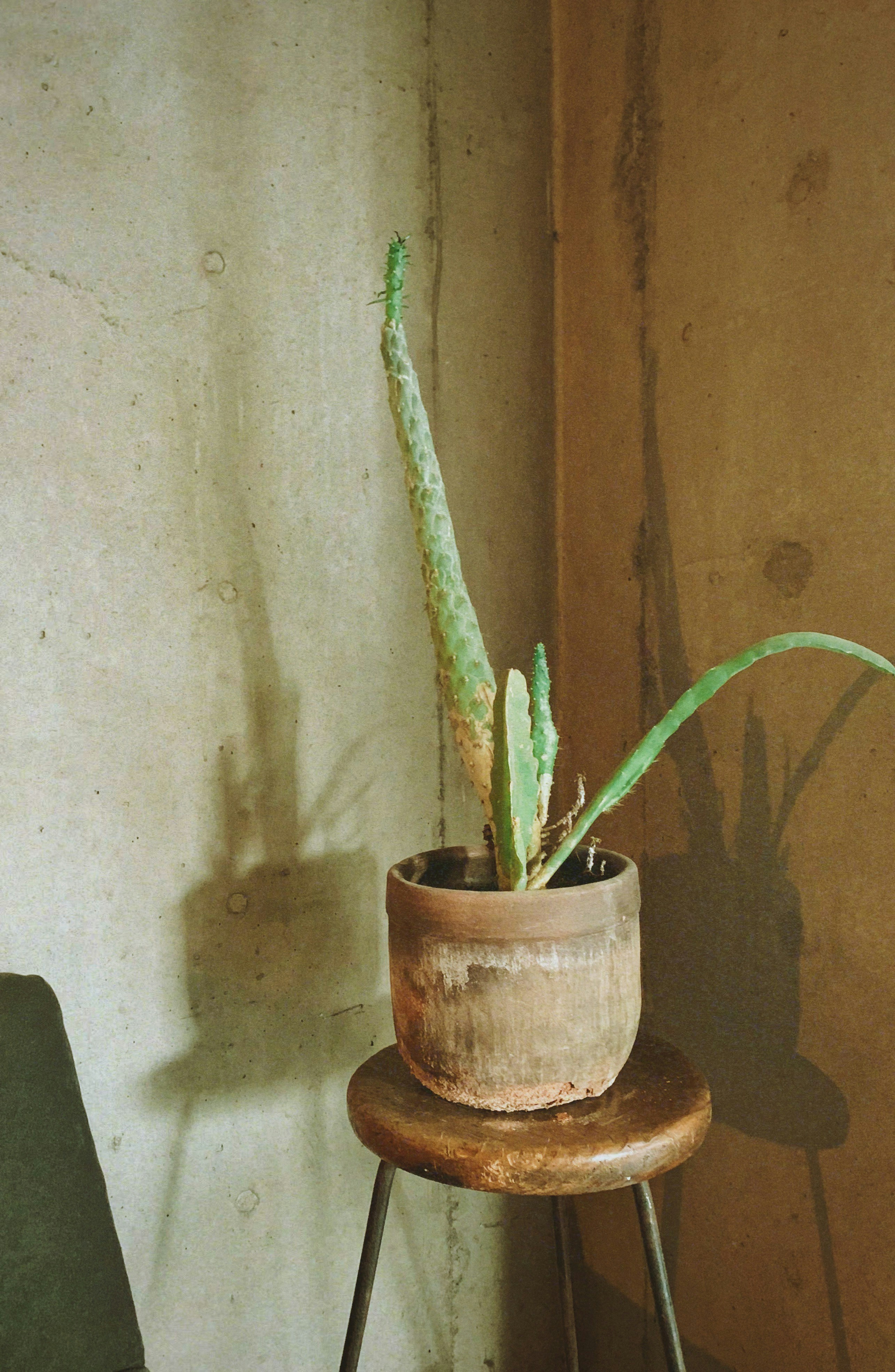 A Lone Succulent in Warm Concrete Light