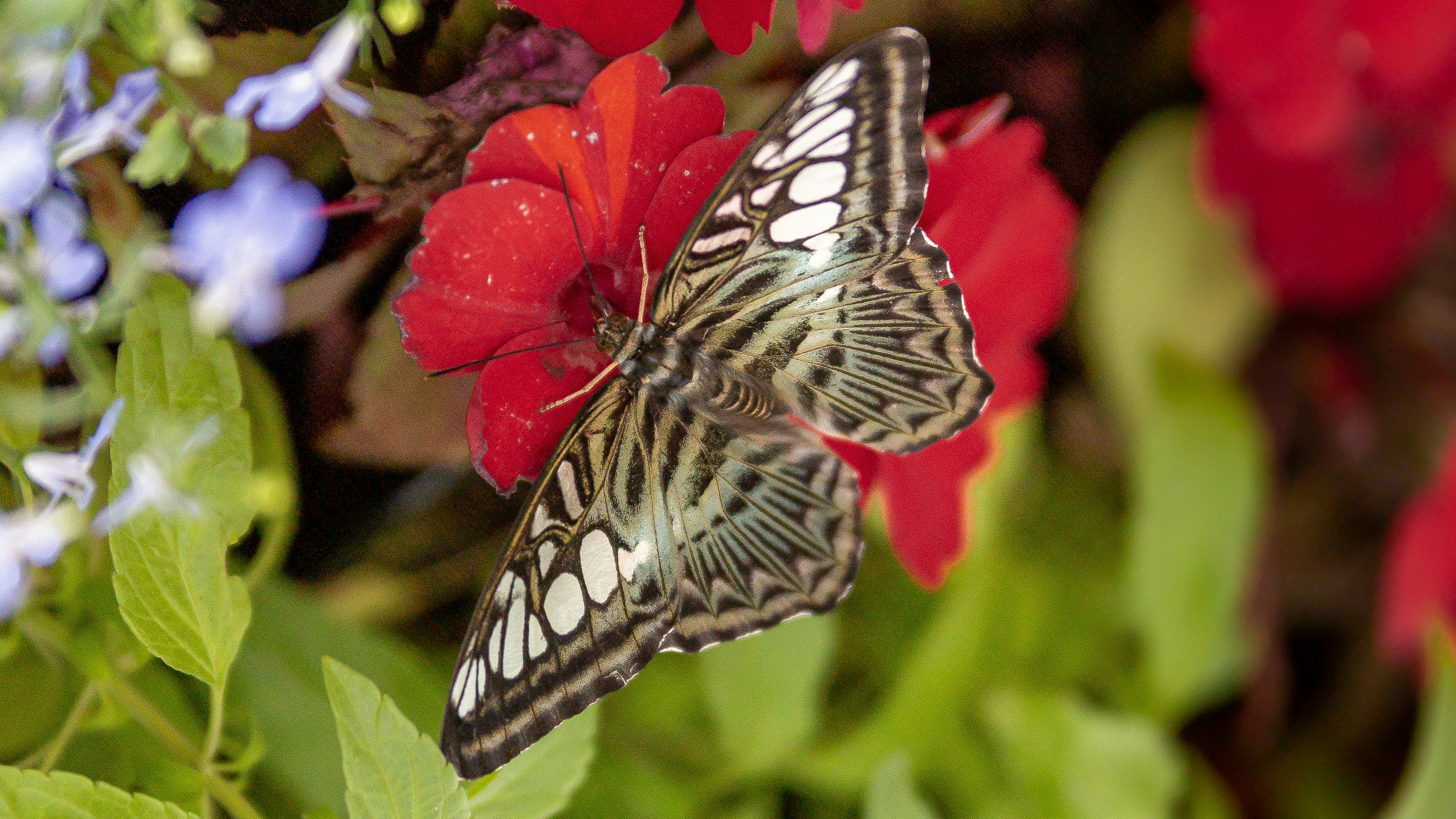 Una mariposa sentada encima de una flor roja foto – Imagen de ...