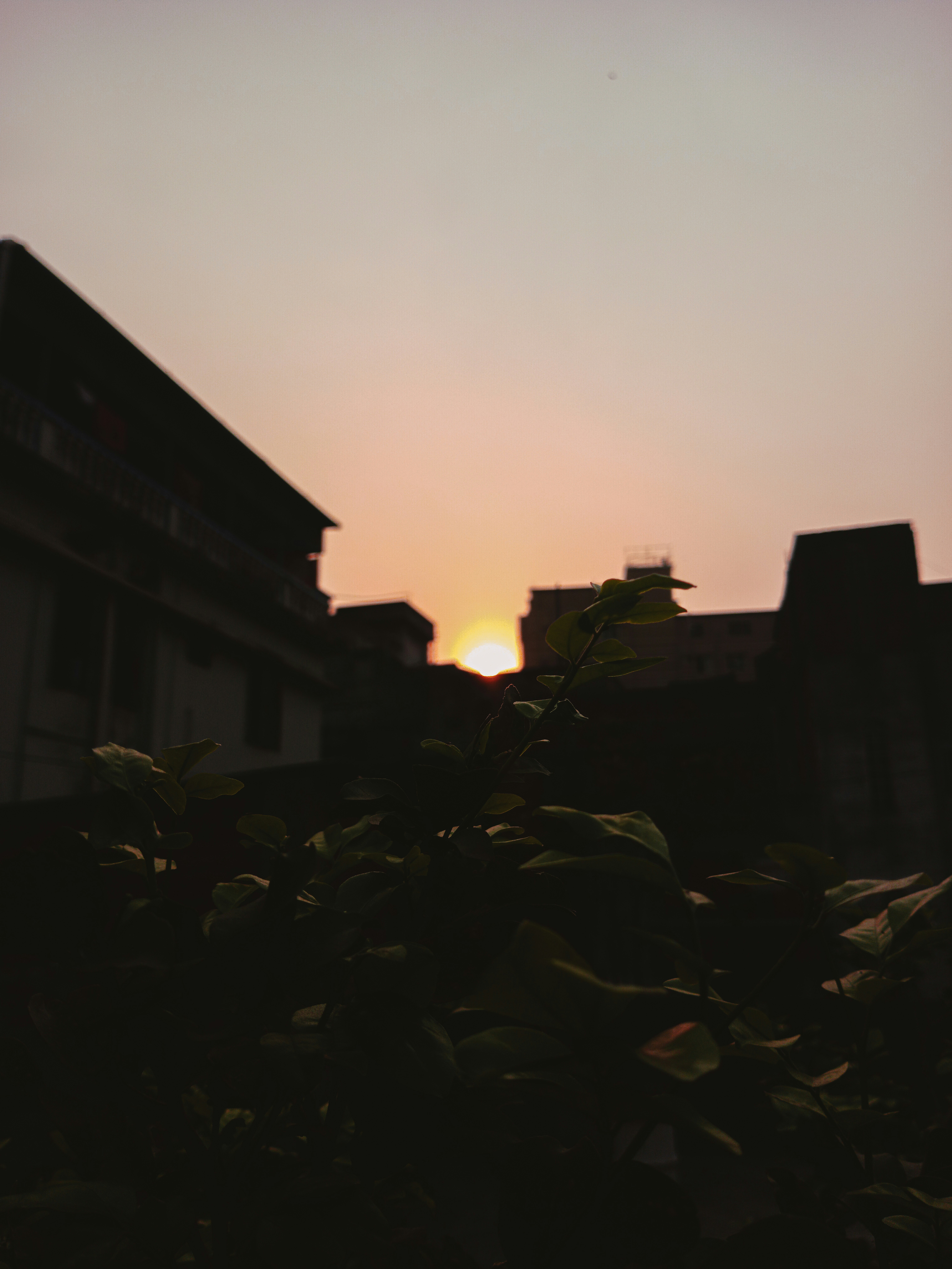 Sunset Respite Behind Silhouetted Foliage