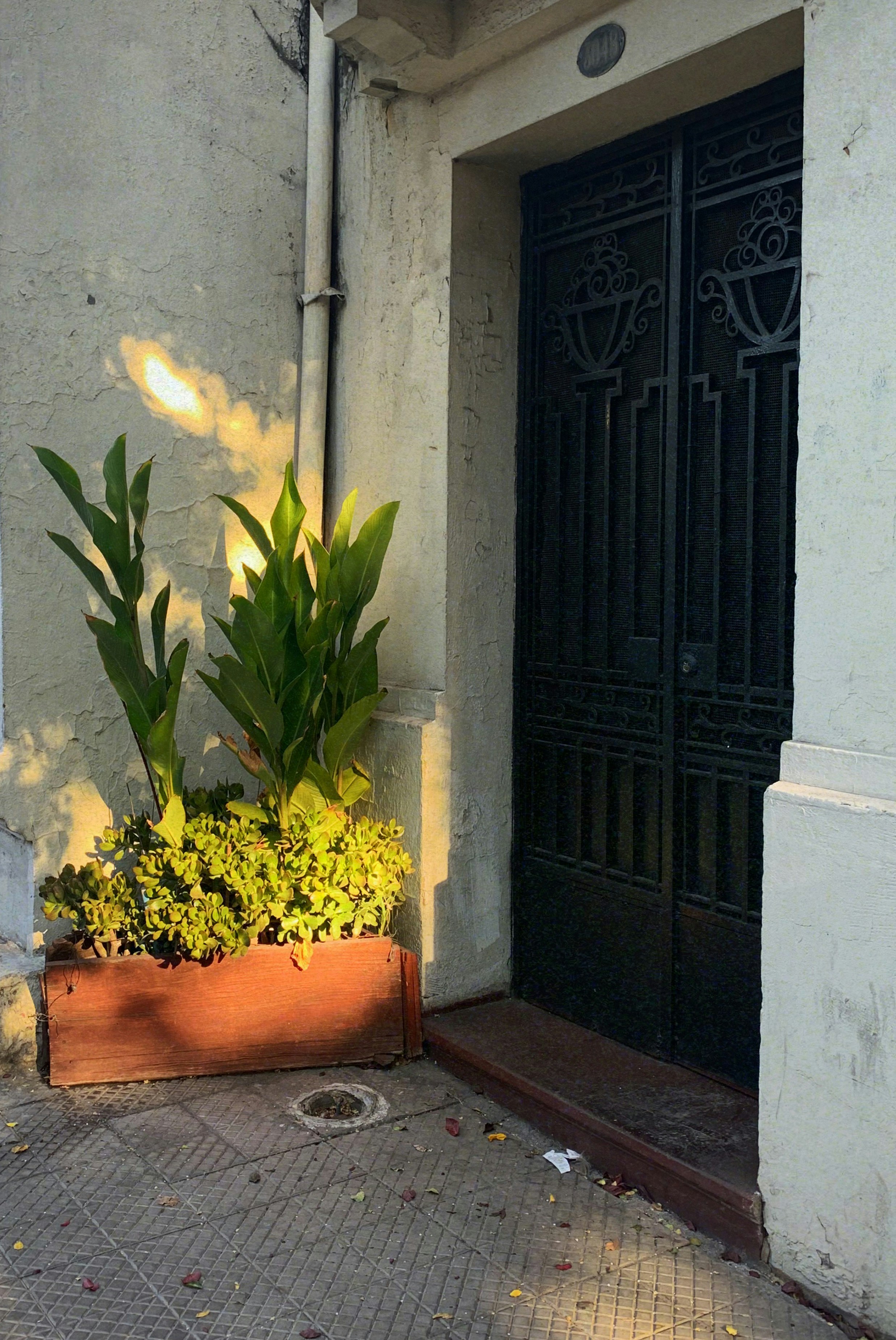 a potted plant sitting on the side of a building