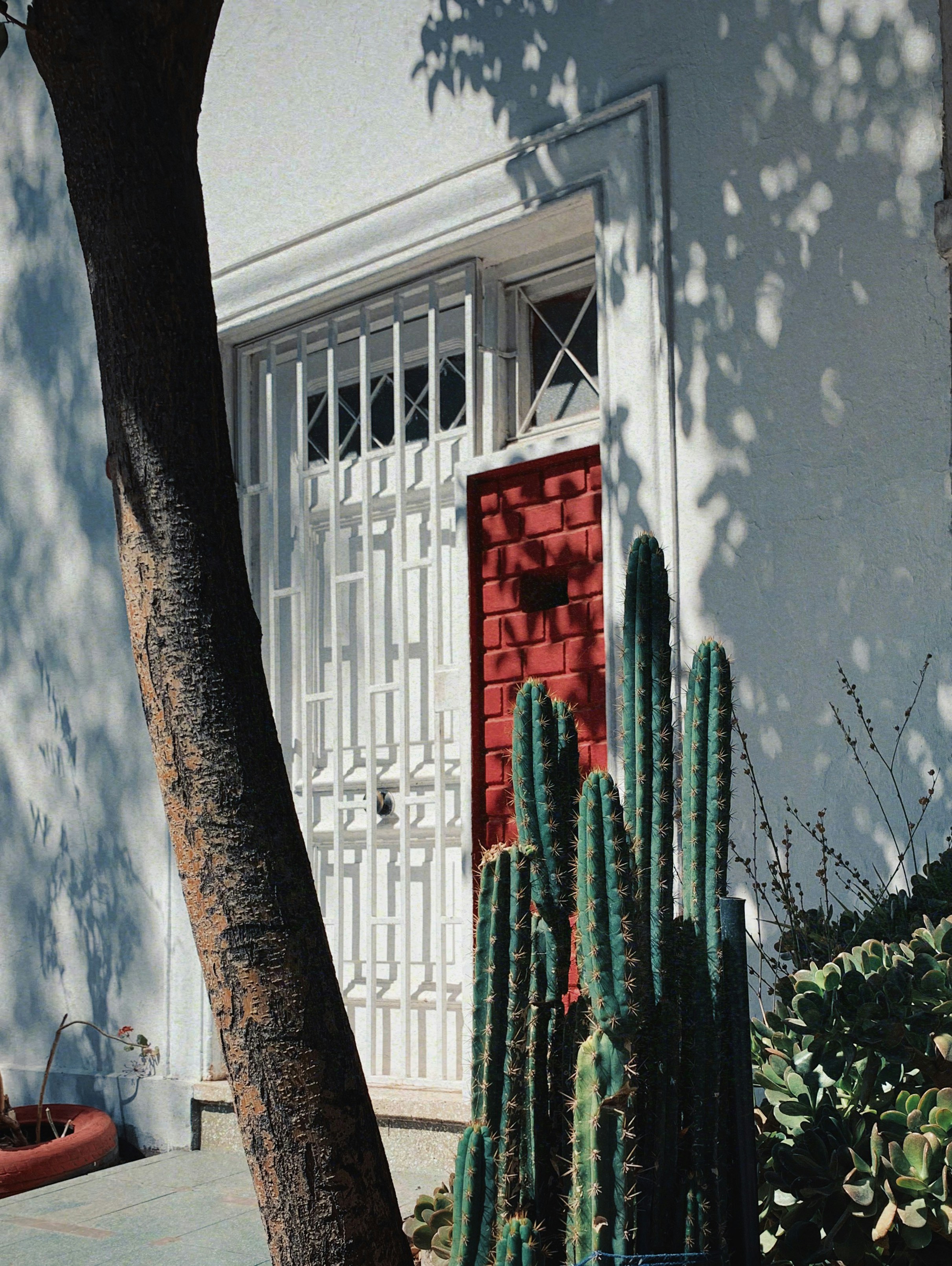 Red Door Framed by Spiny Green in a Sunlit Courtyard