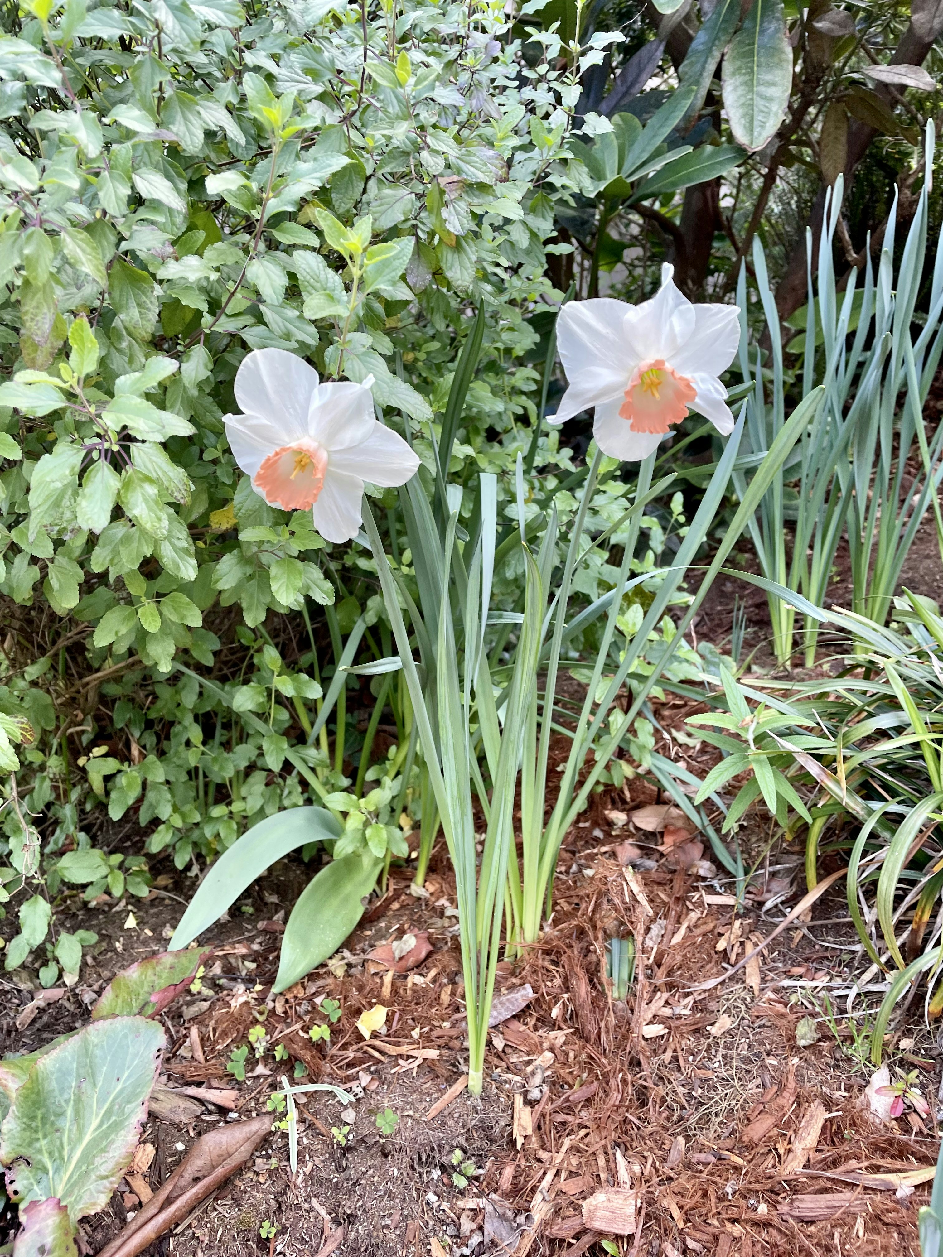 Two White Narcissus Bloom with Peach Centers Rising Over Mulch in a Verdant Garden