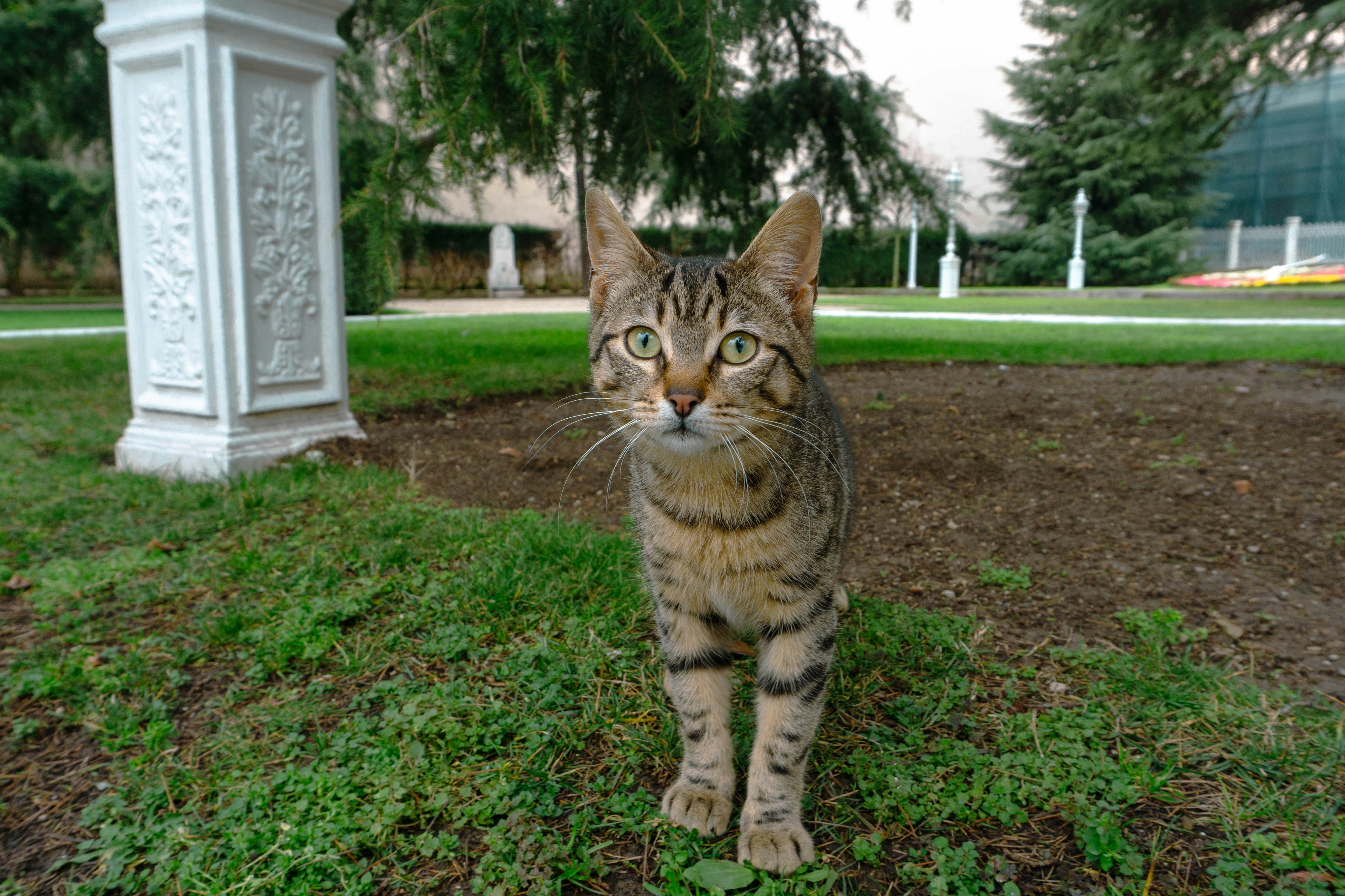 Curious Tabby at Ground Level among Formal Gardens
