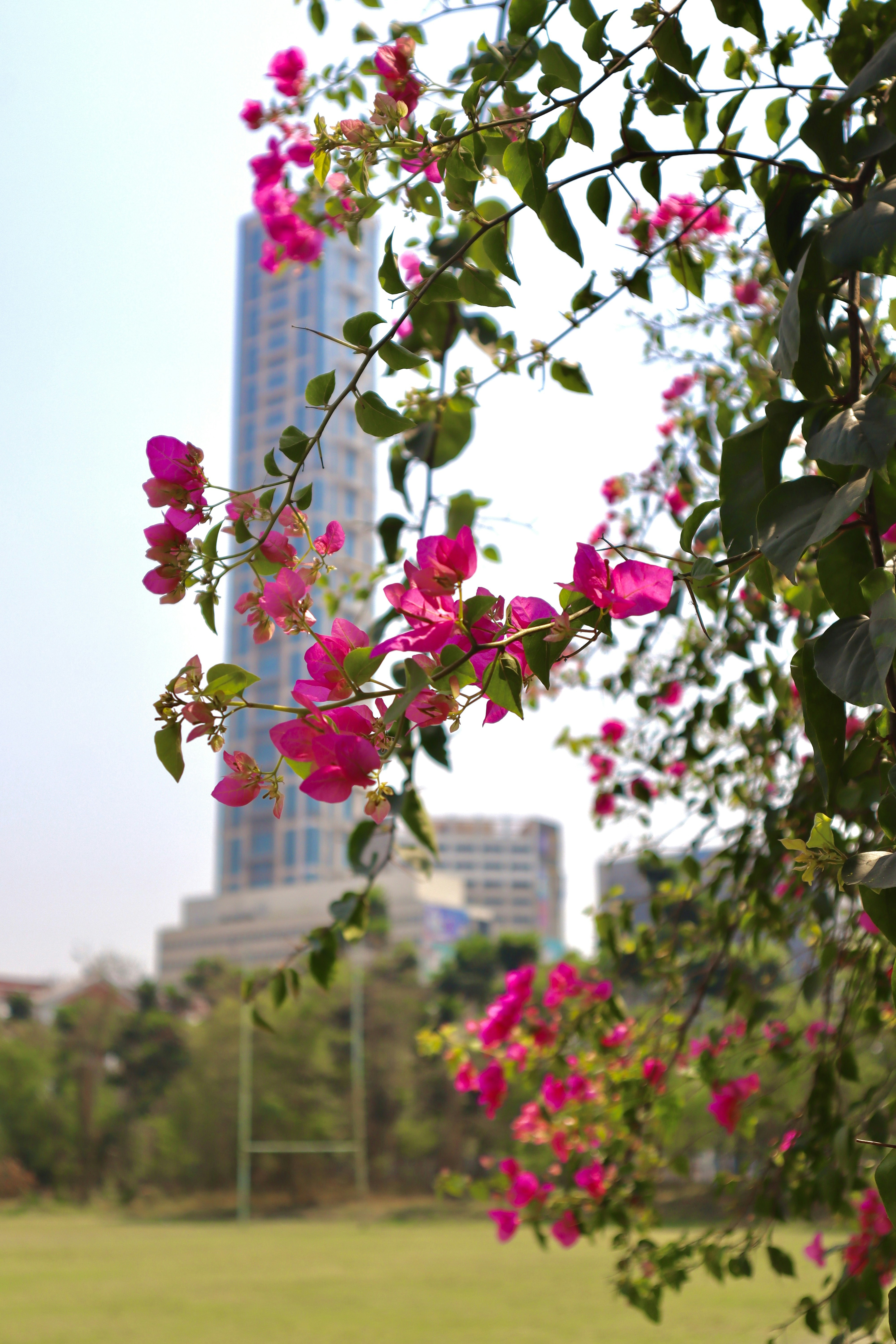 Crimson Bougainvillea Framing a City Skyline