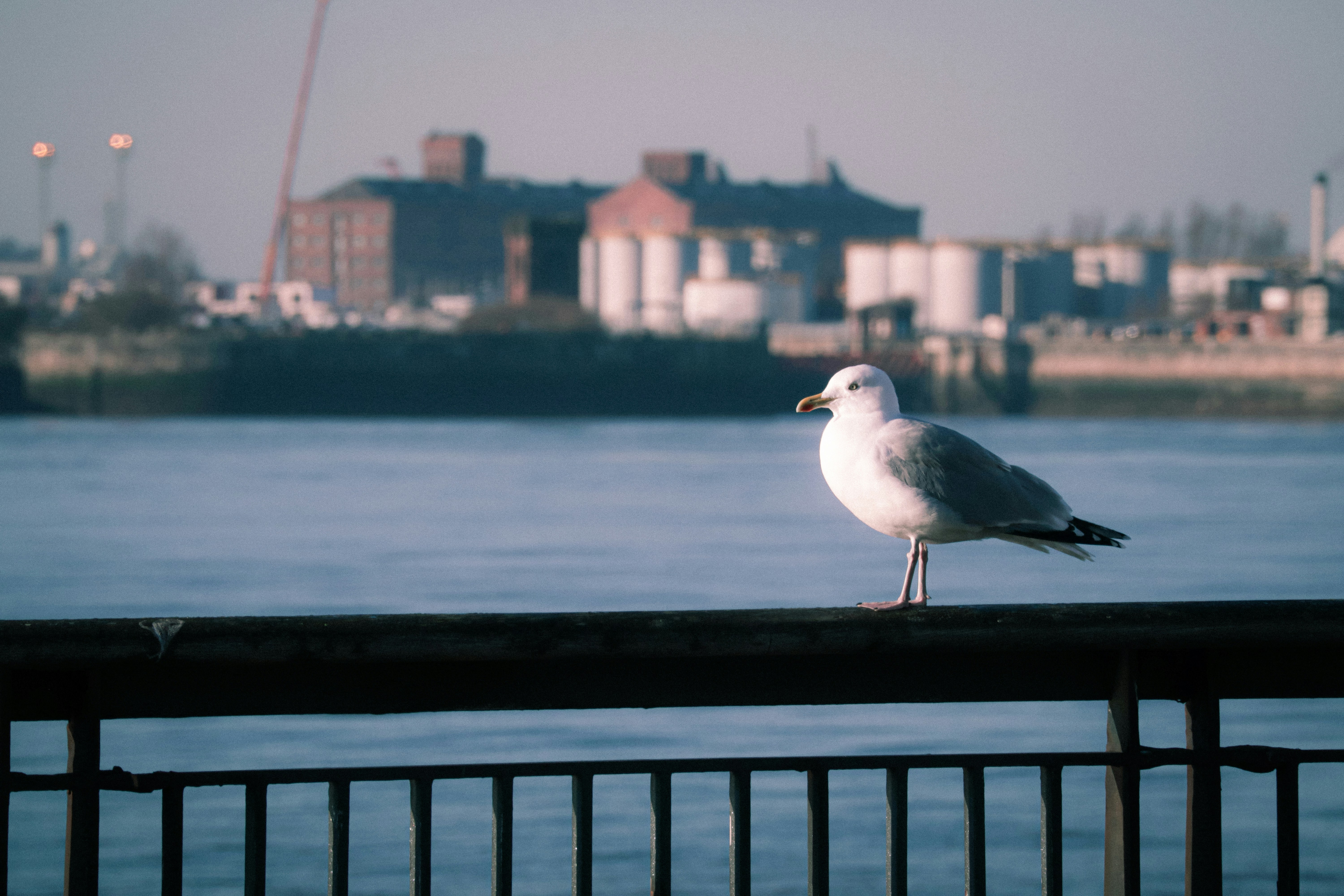 Seagull standing on a railing overlooking a calm waterway with industrial buildings in the background.