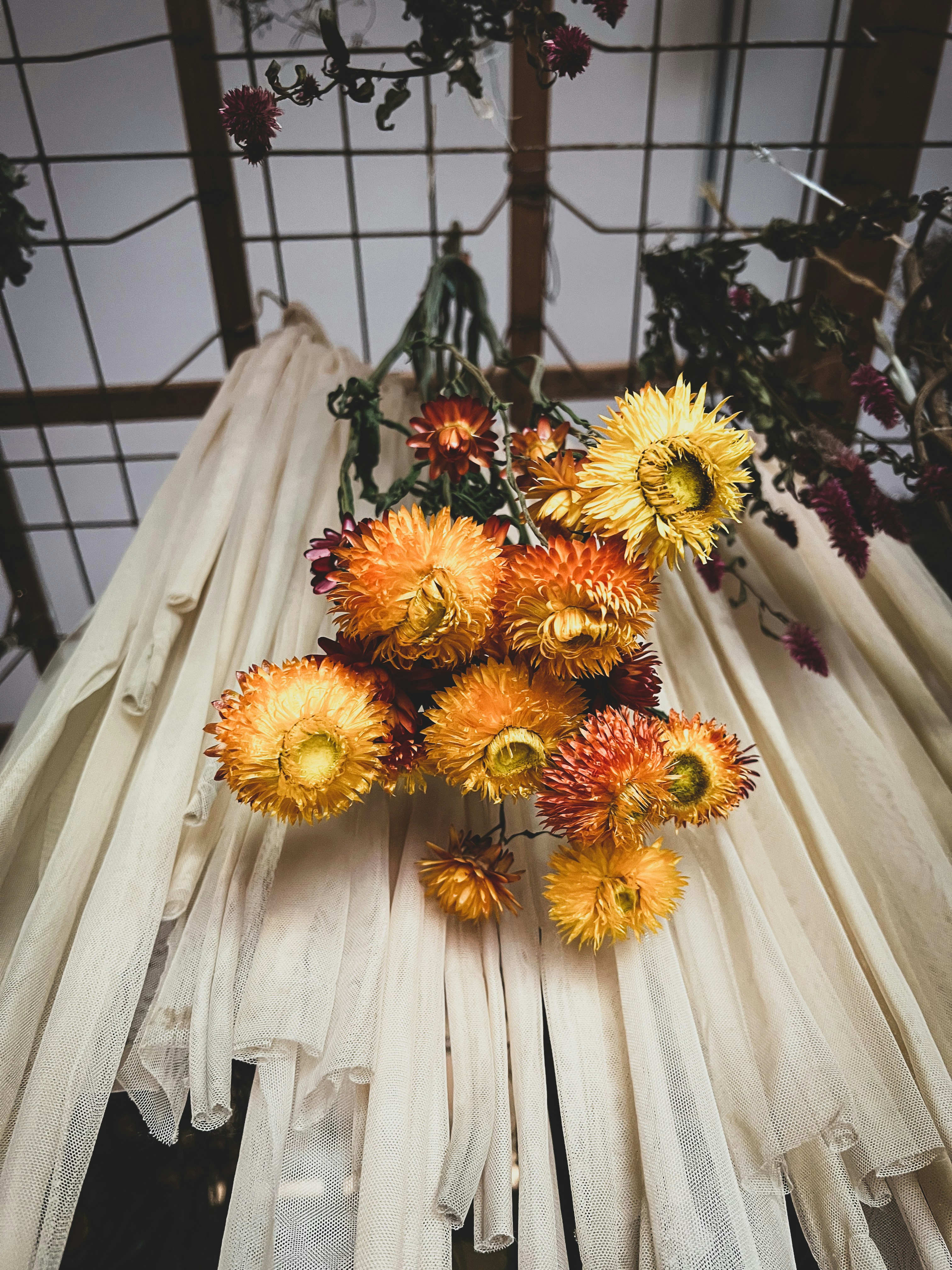 Golden Pompon Daisies on Cream Drapery Beneath a Lattice Frame