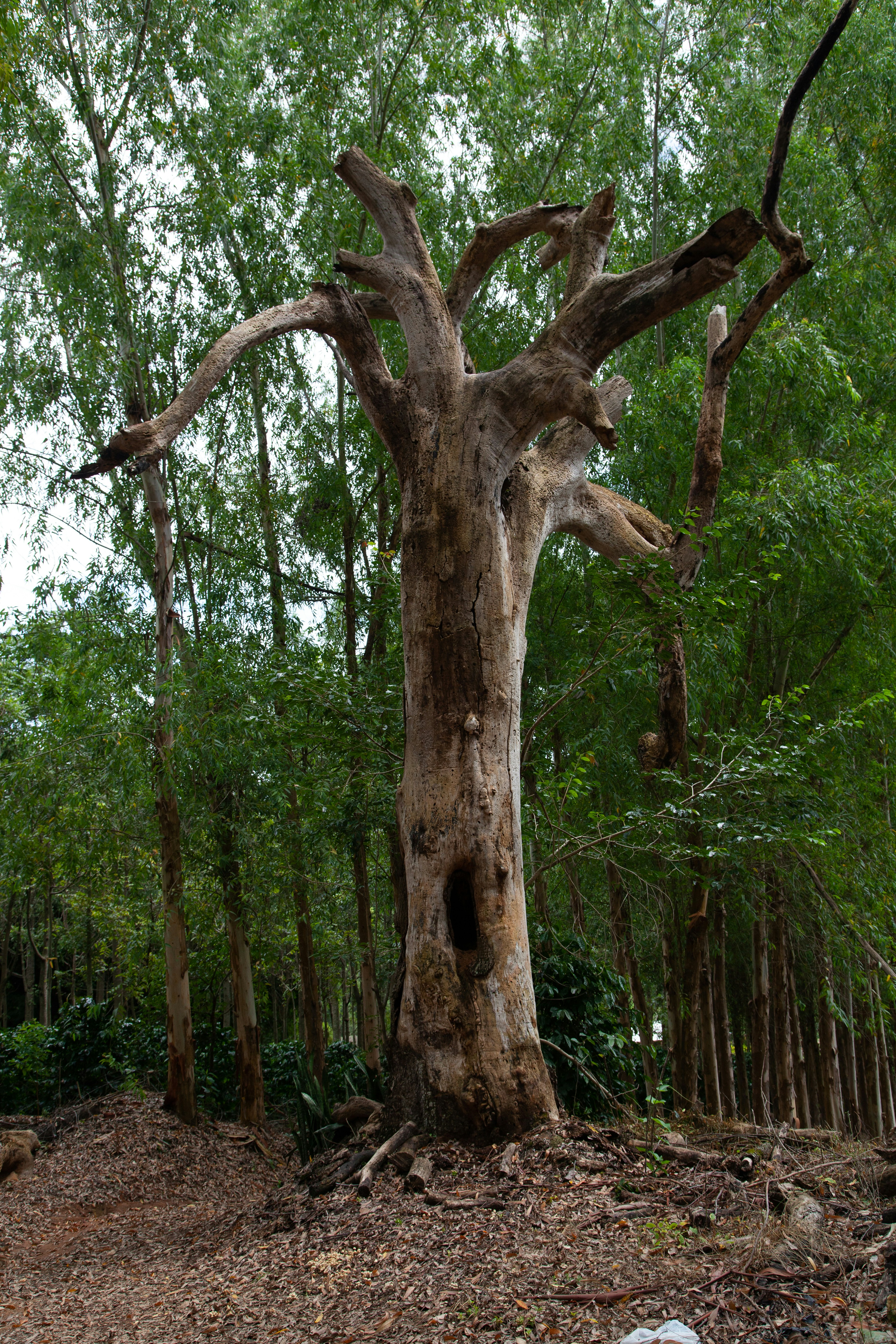 Sentinel of the Grove: A Weathered Giant Reaches Toward Green Light