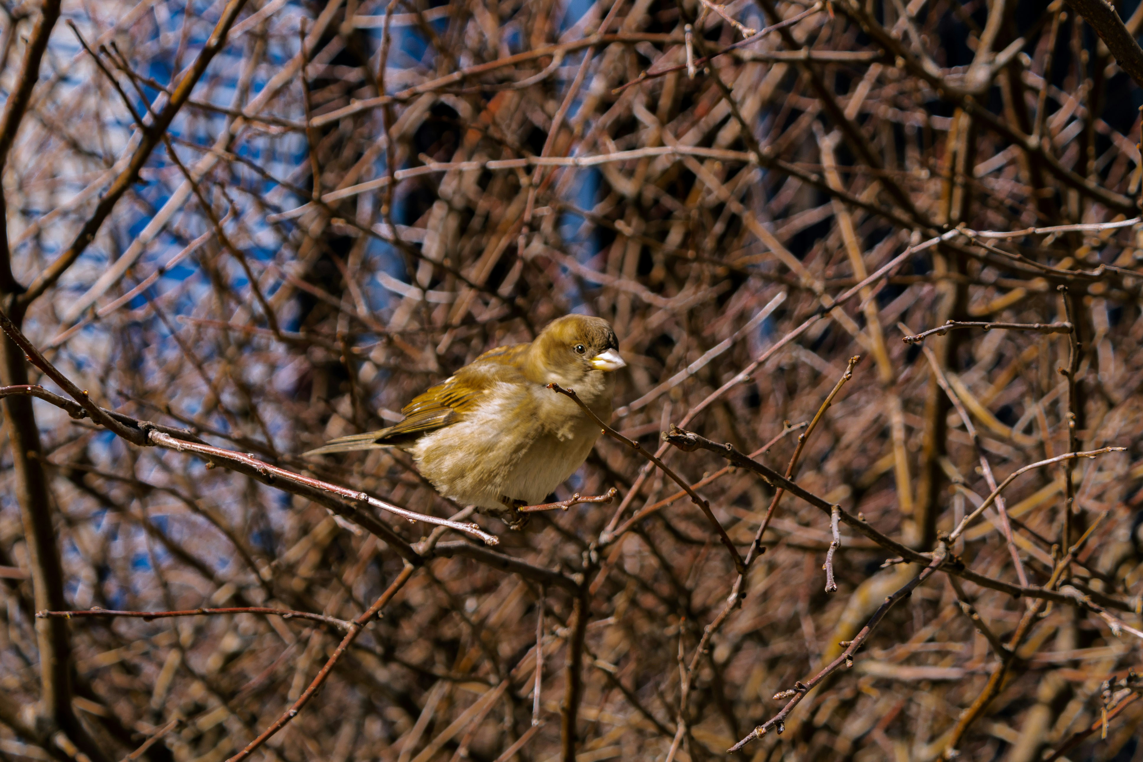 Olive-tinged Songbird Perched in a Winter Thicket