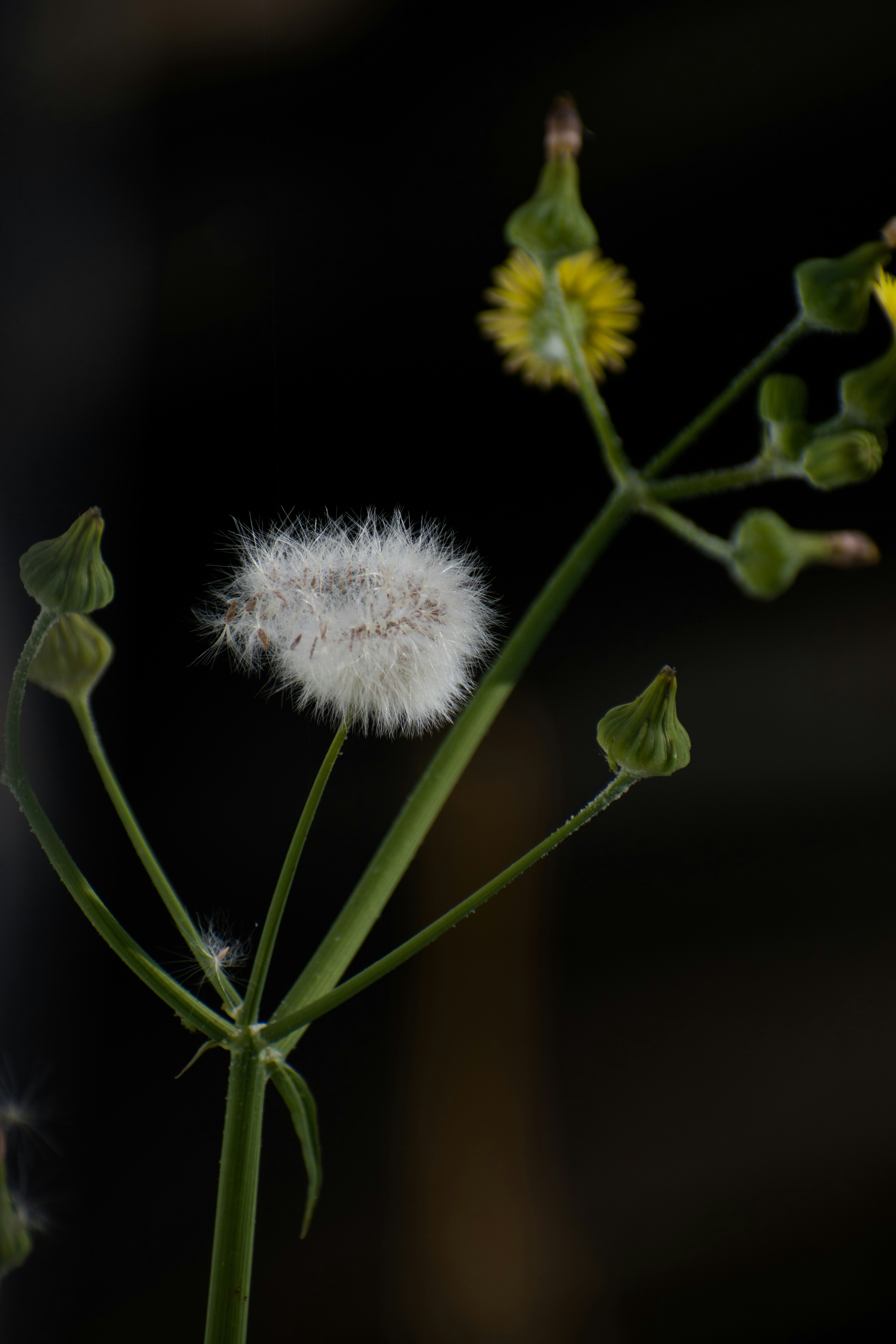 Whisper of a Dandelion: a lone seed head against velvet dark