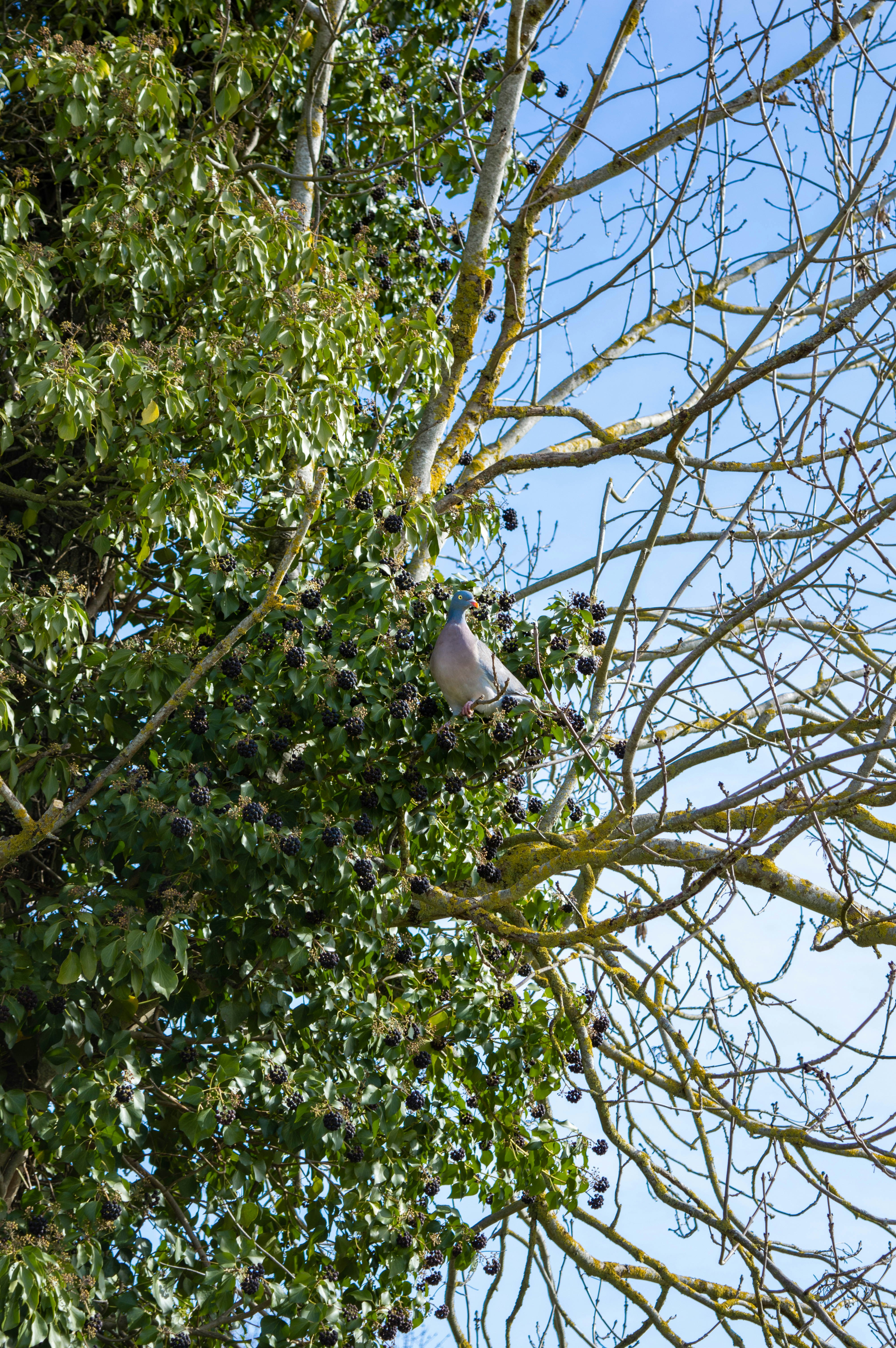 Mid-Canopy Sentinel: A Small Bird Amid Berry Clusters and Sunlit Leaves