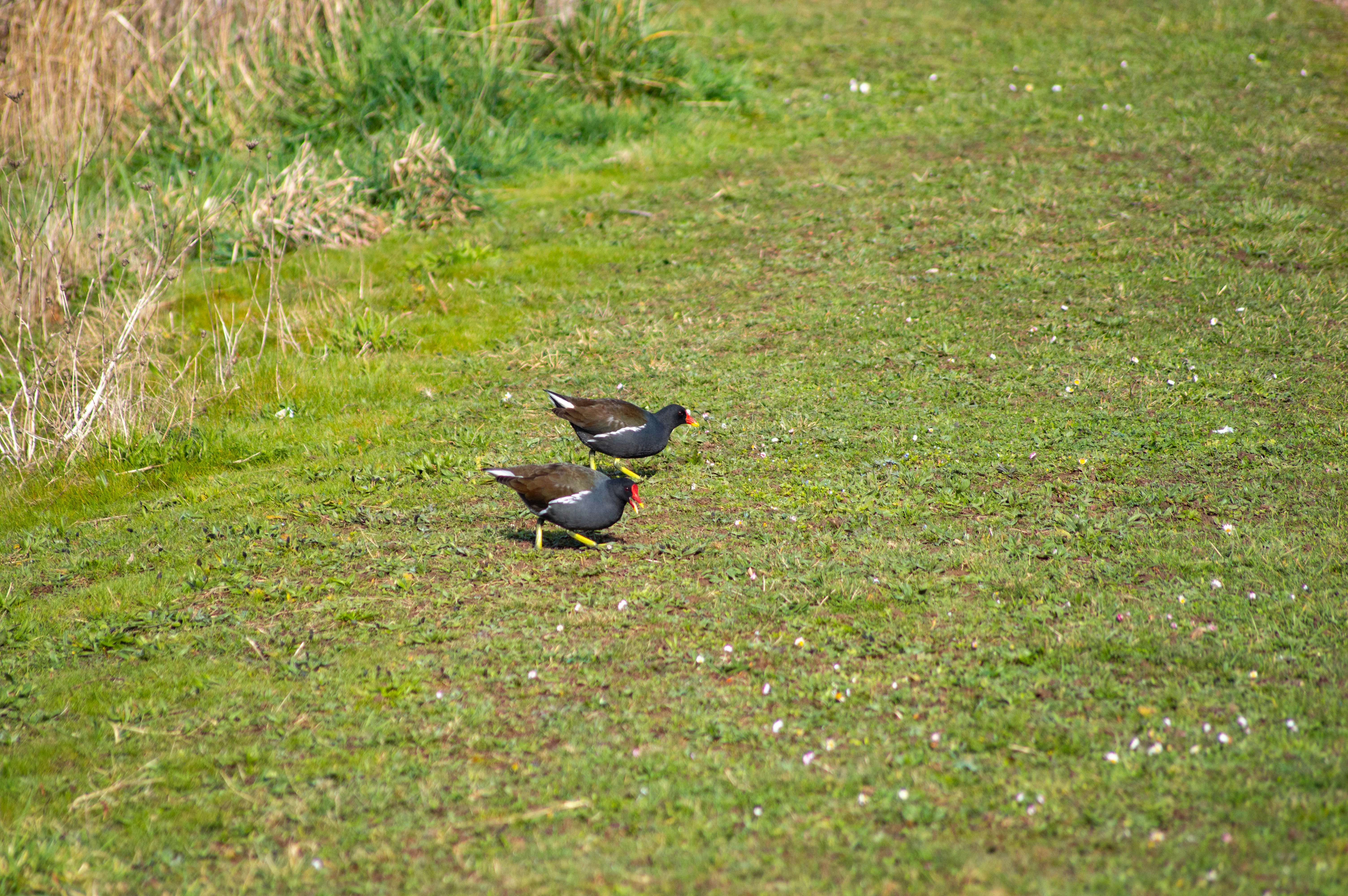 Two dark-plumaged birds foraging across a sunlit mossy meadow