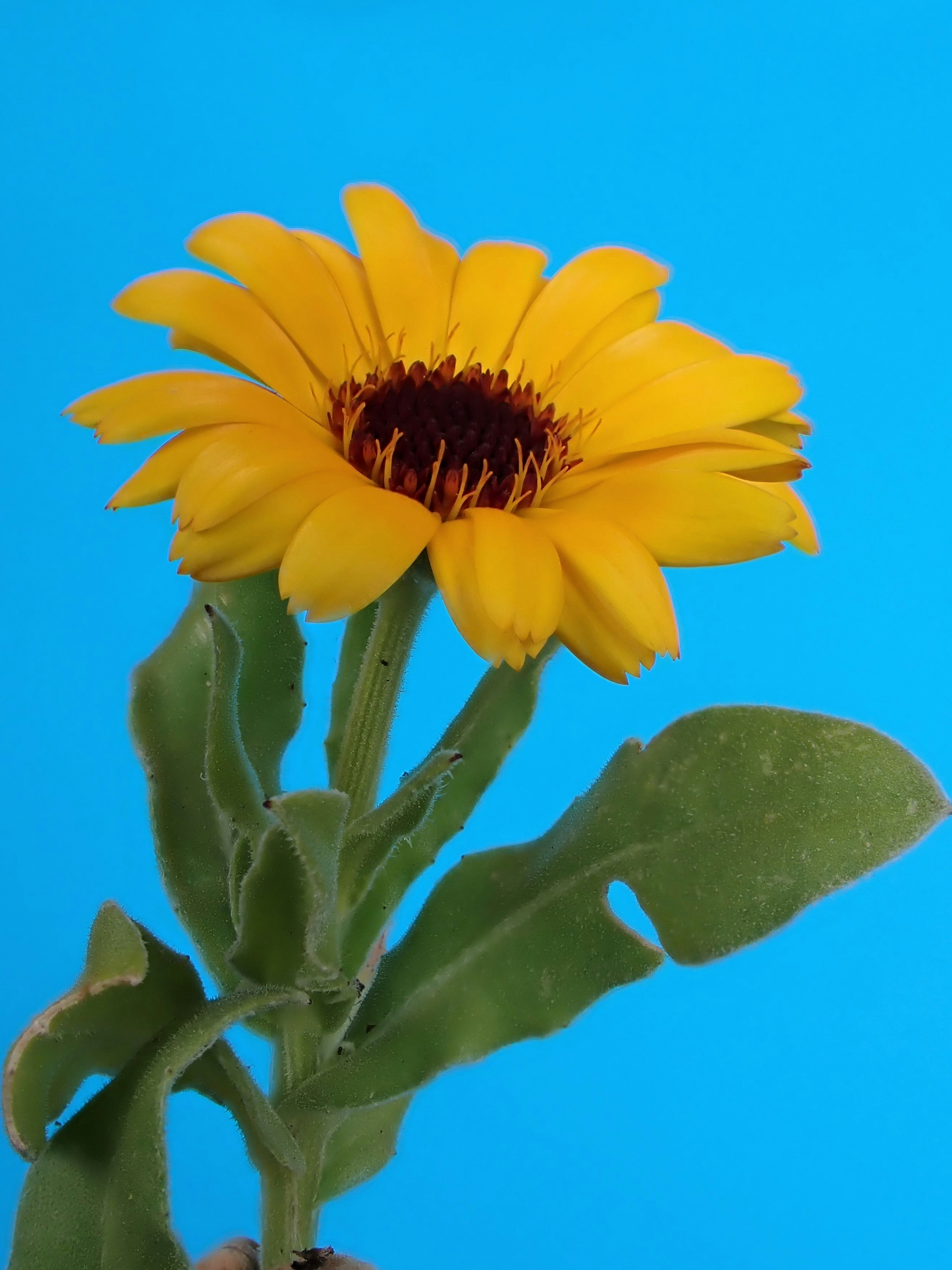 Solar Burst on Blue: A Macro Portrait of a Yellow Daisy