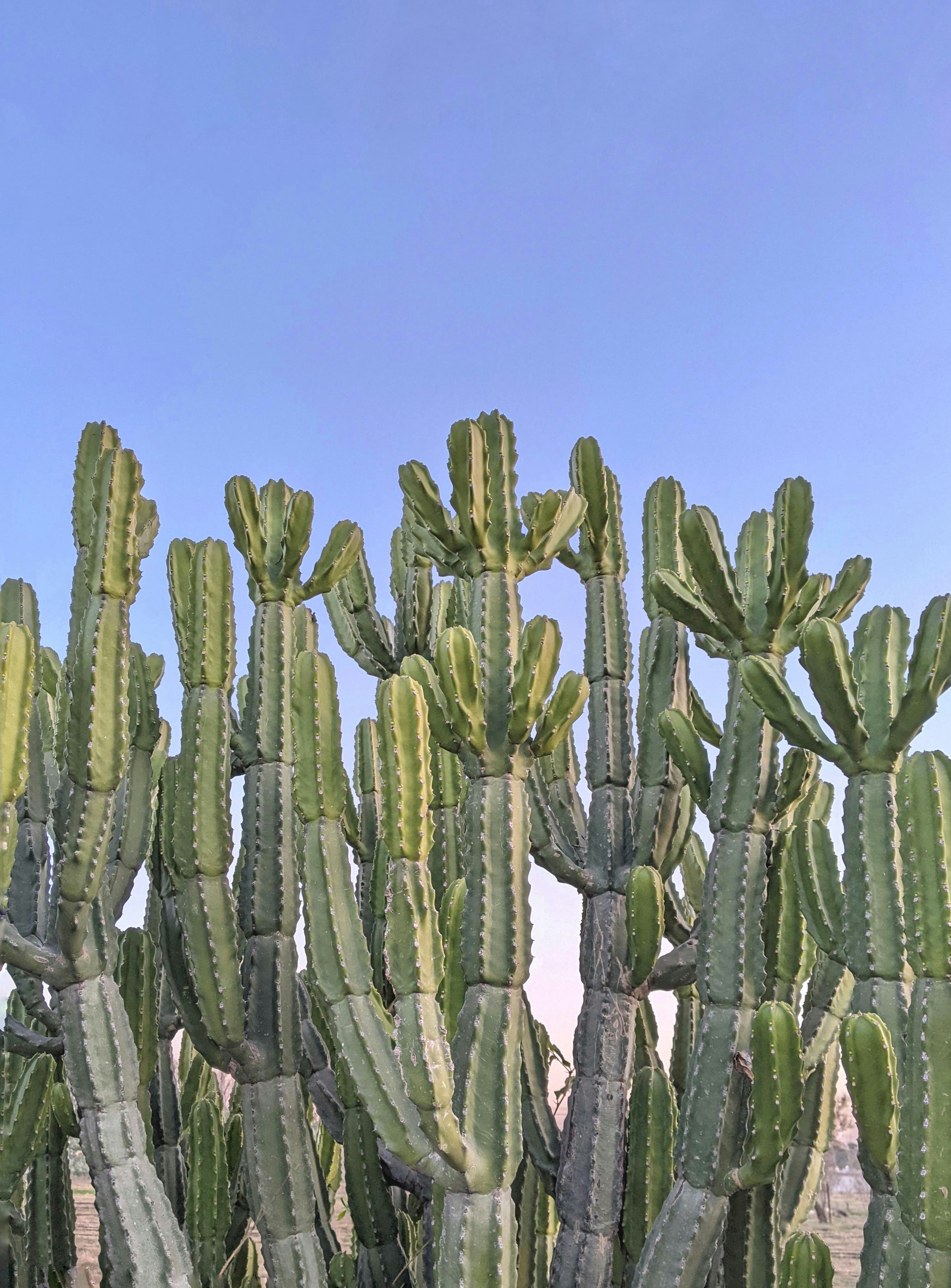 Sample photo from Google Pixel 3