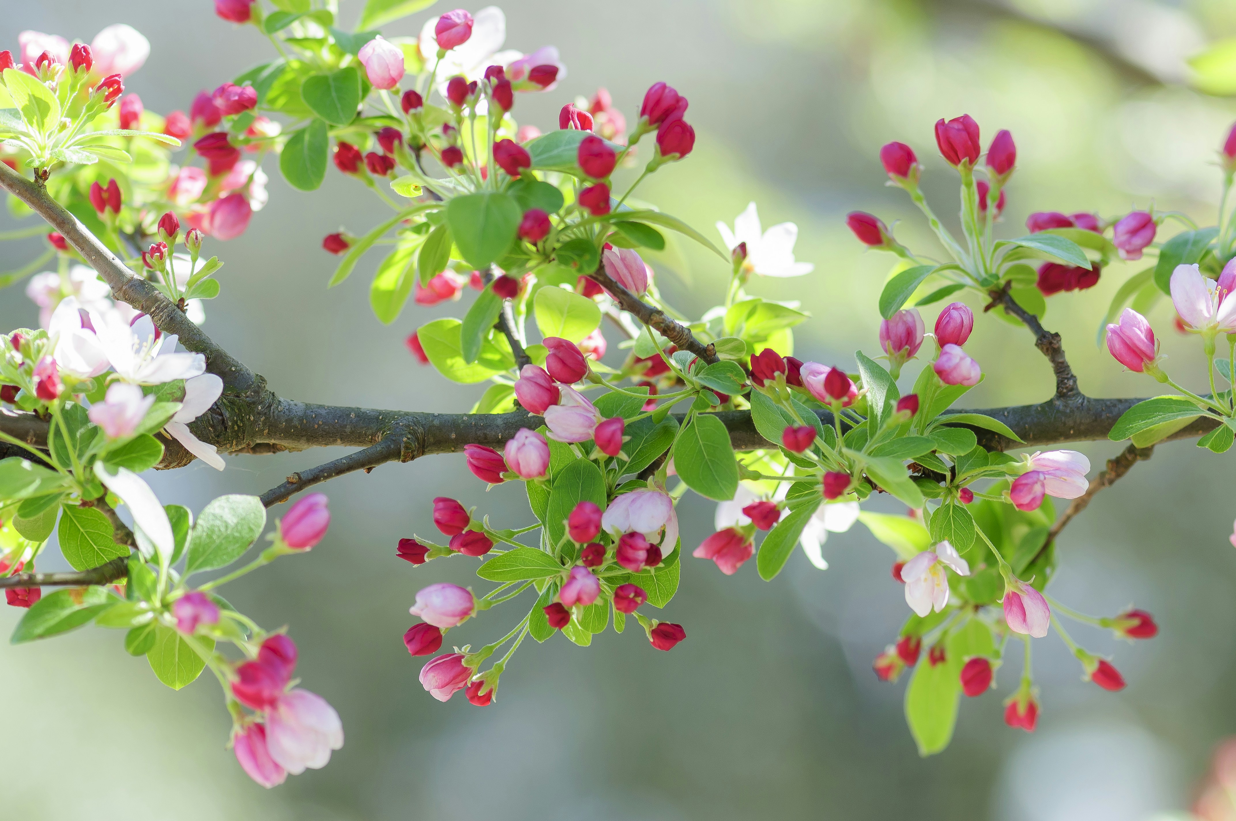 Spring's Lilt: Pink Buds and White Petals on a Sunlit Branch