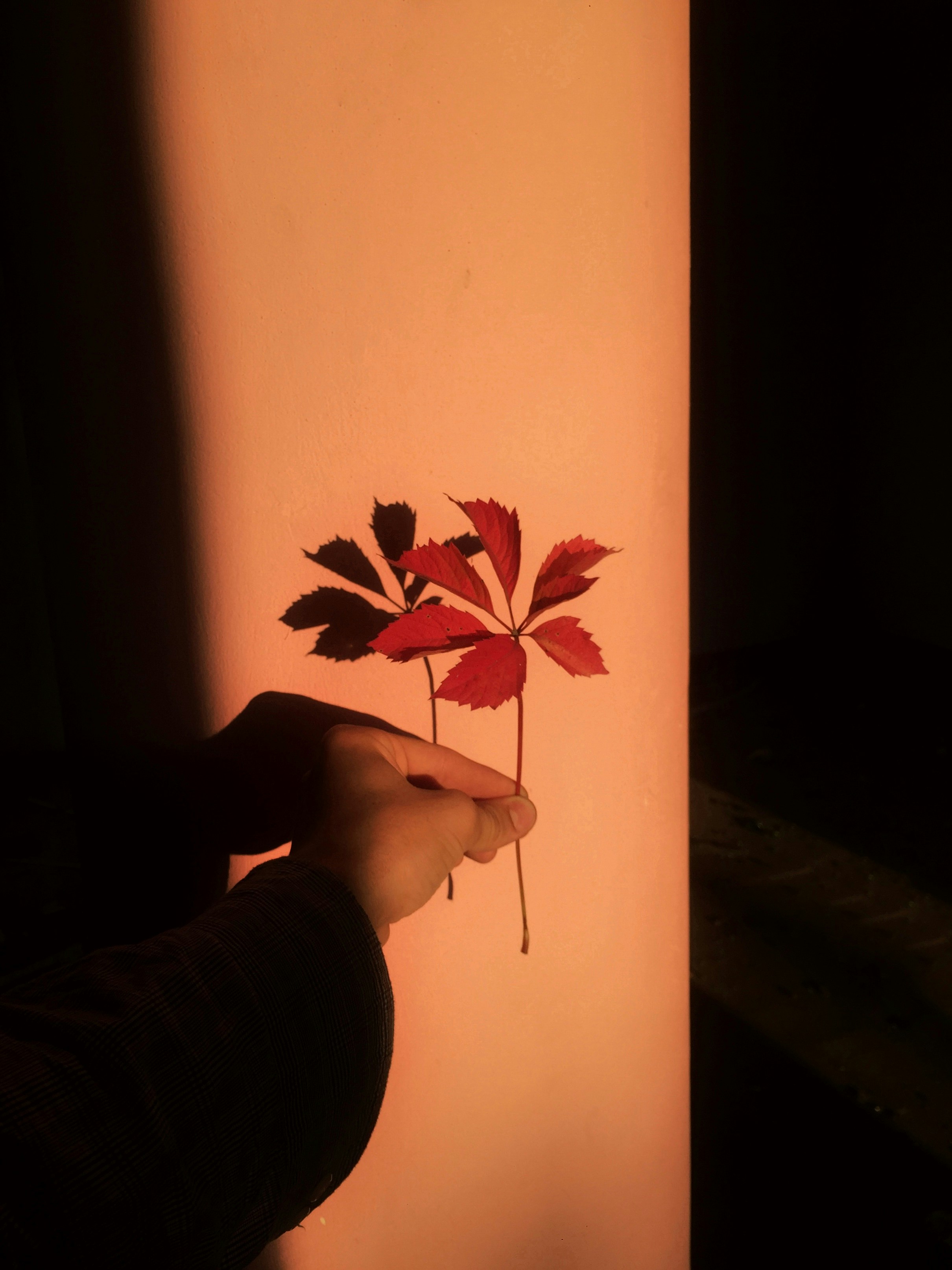 Nomad Leaf: Hand-Pressed Red veining on a Glowing Column